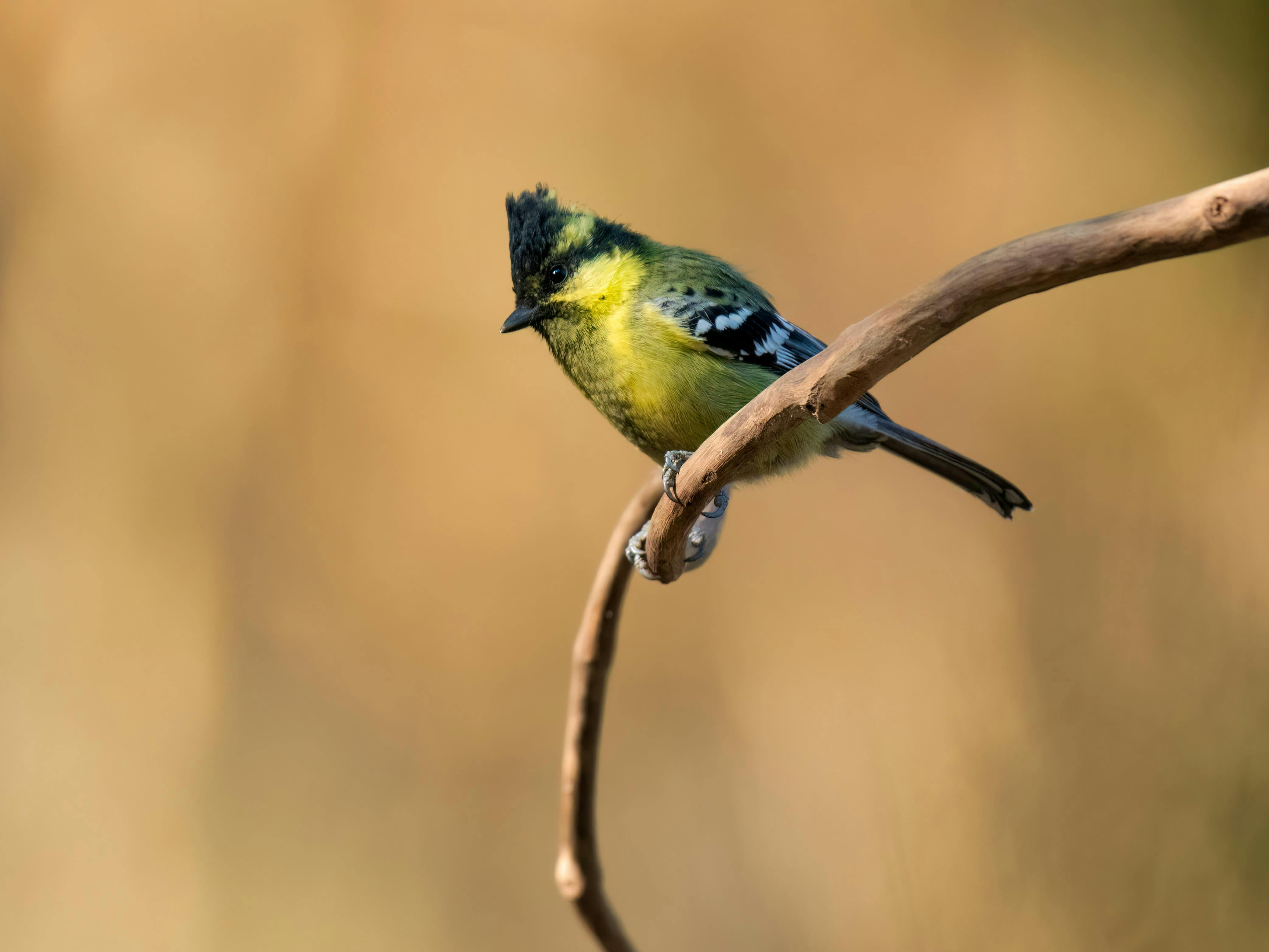 bird · Free Stock Photo