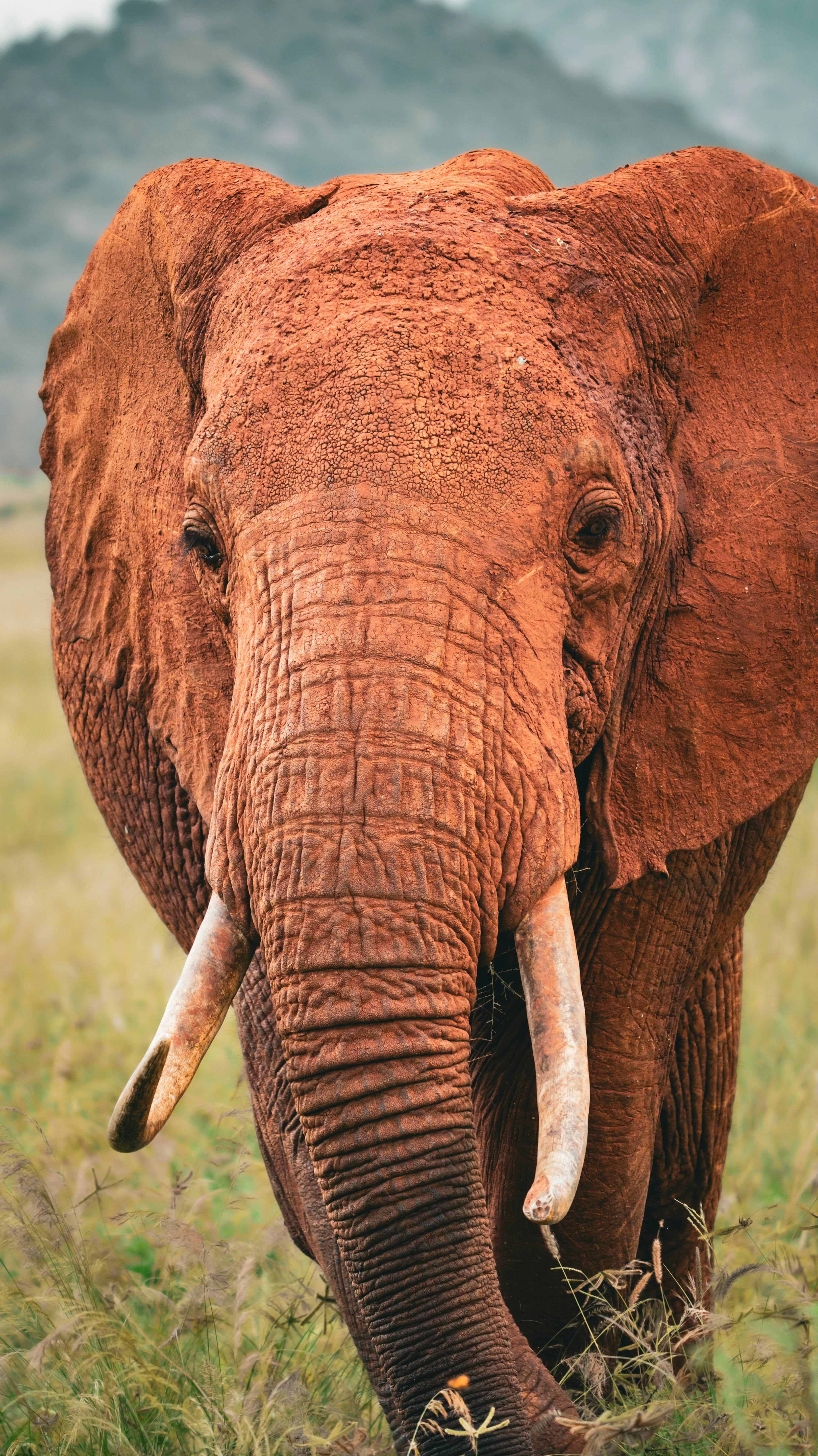 Foto de stock gratuita sobre áfrica, animal, animal grande, bañador ...