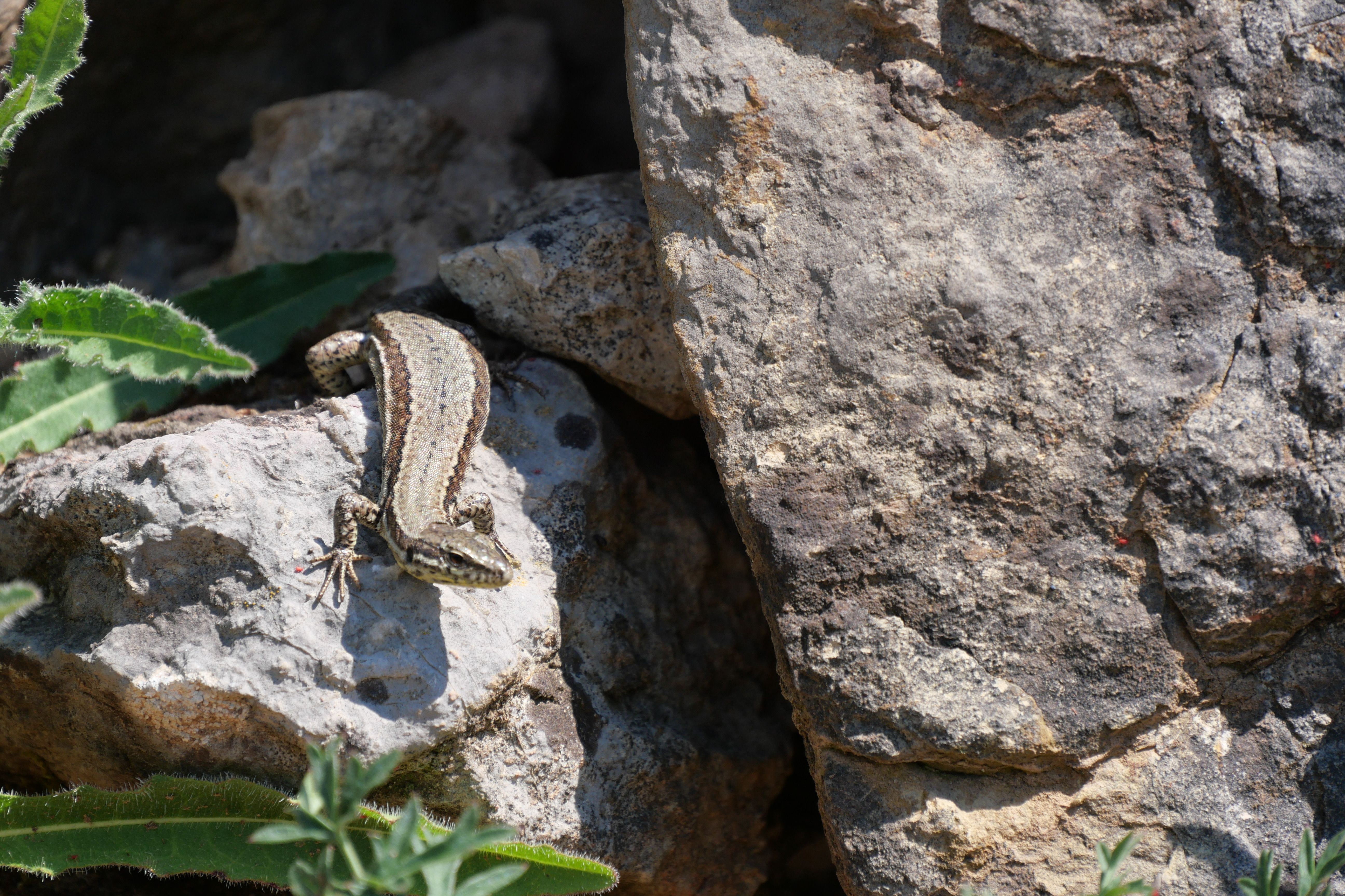 Brown and White Lizard Standing on Brown Surface · Free Stock Photo