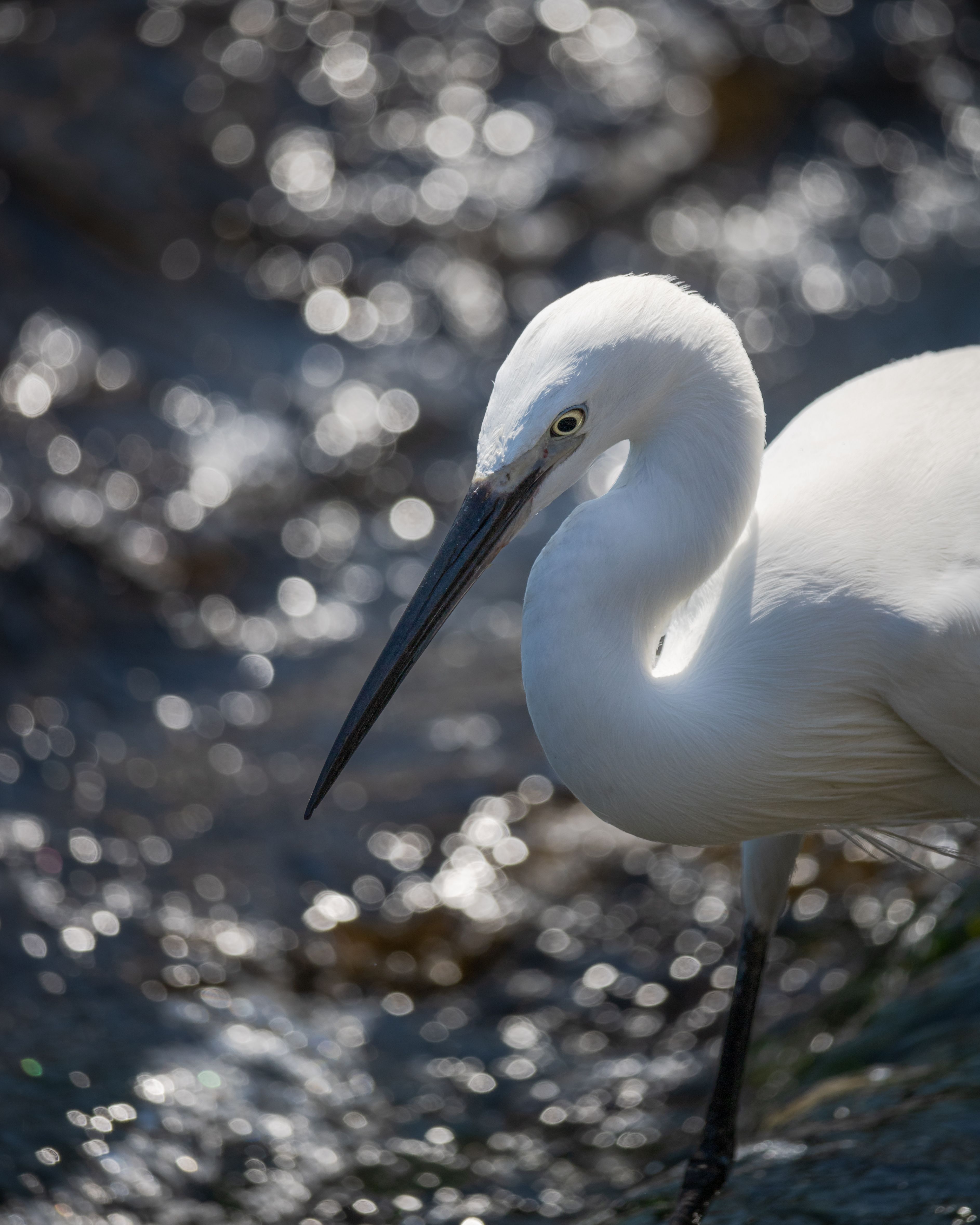 4k Wild Animal Wallpaper Photos, Download The BEST Free 4k Wild Animal ...