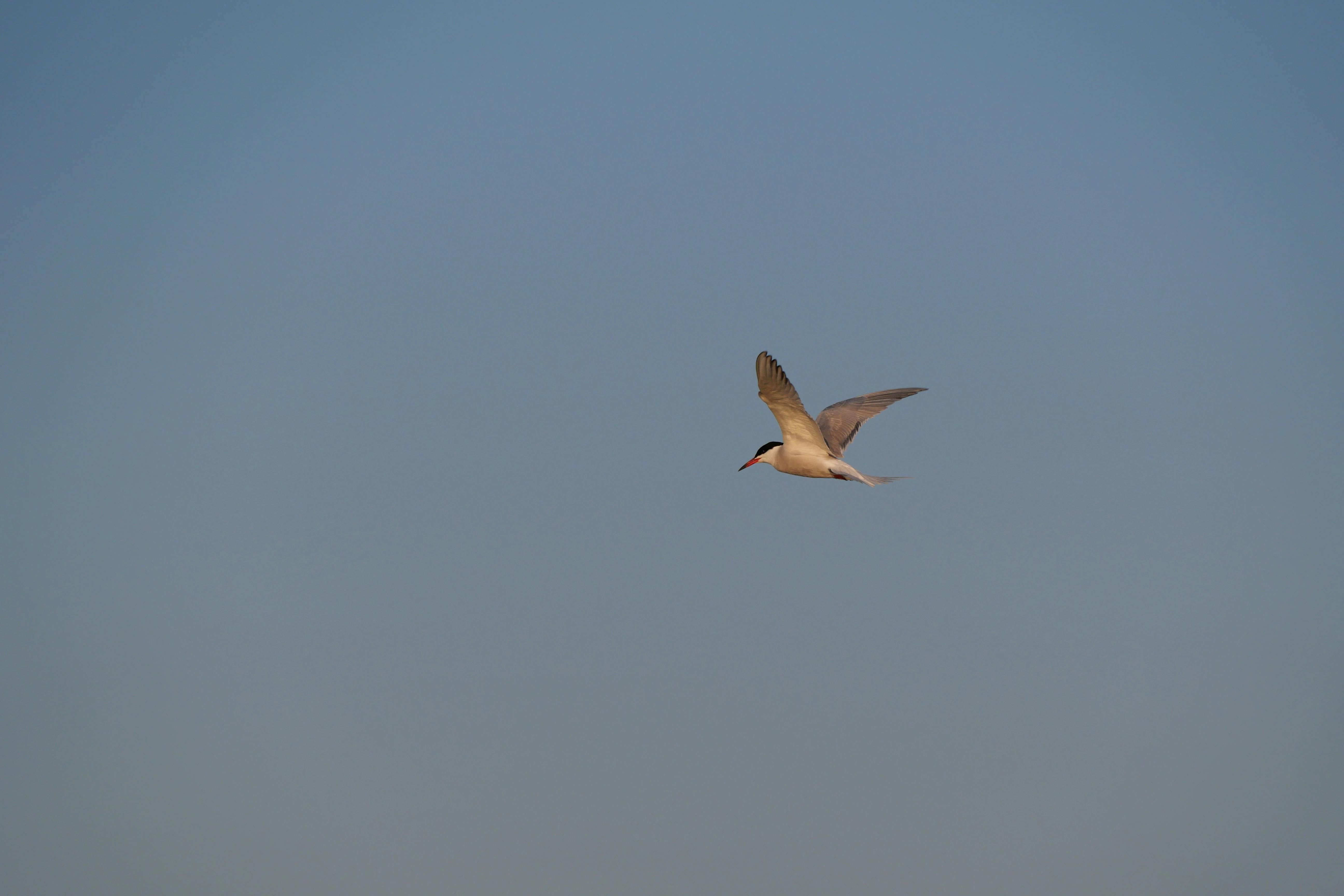 Flying Barn Swallow · Free Stock Photo
