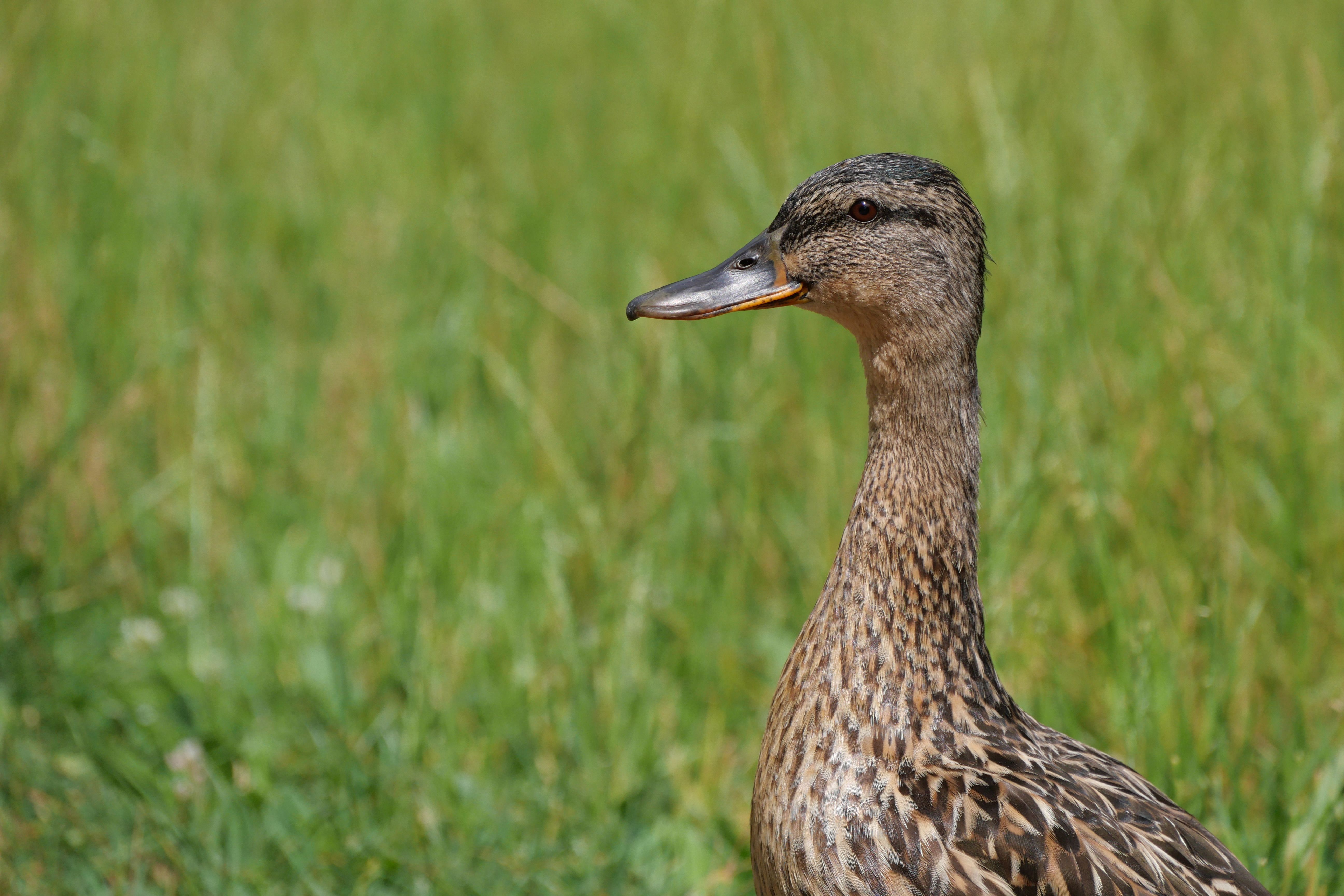 Portrait of Duck · Free Stock Photo