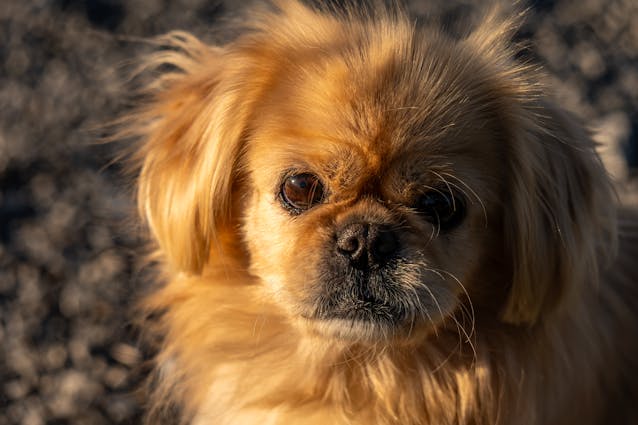 Mini Pekingese Dog: Complete Care and Ownership Guide