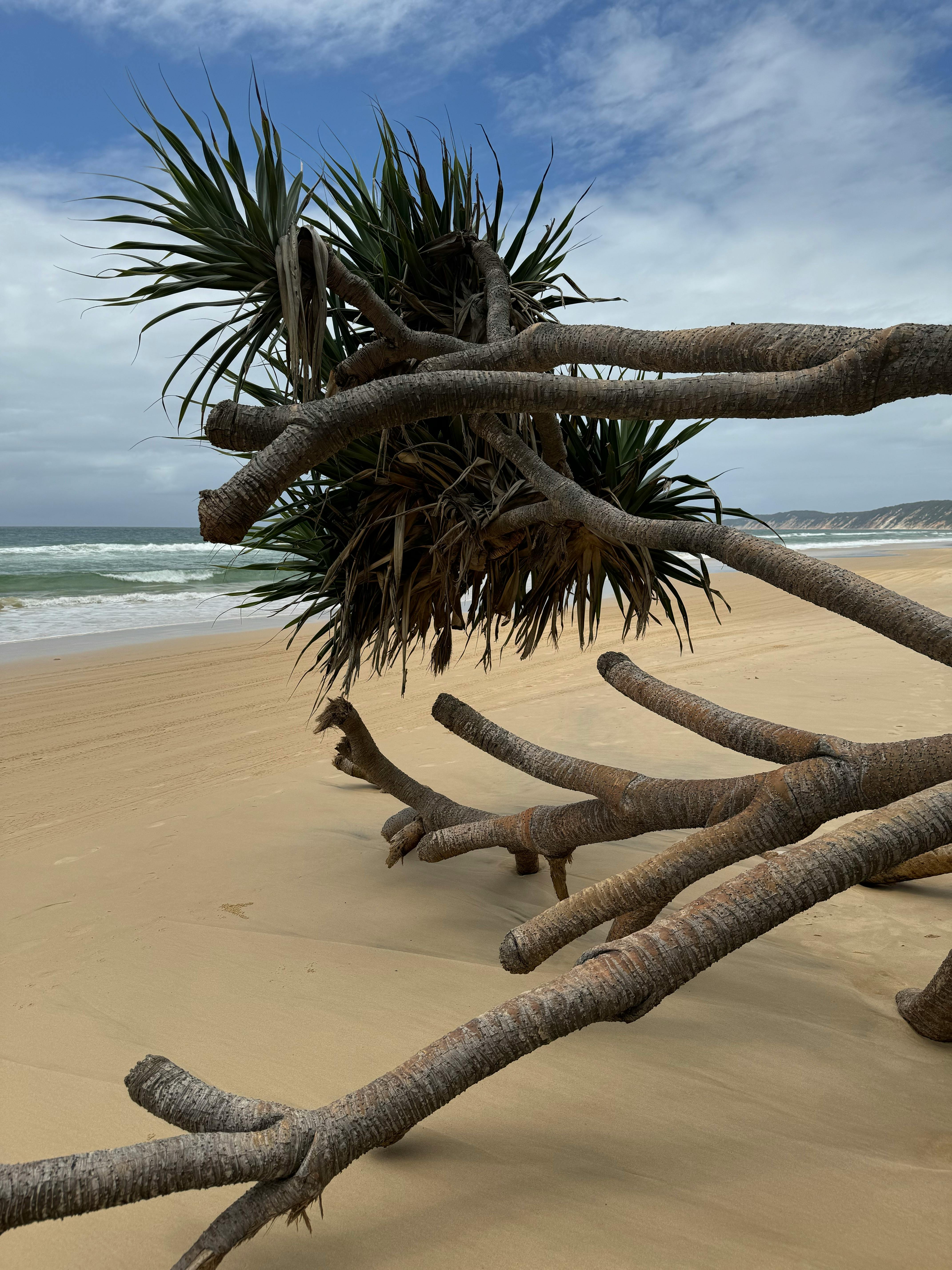 Broken Palm Tree on Tropical Beach · Free Stock Photo