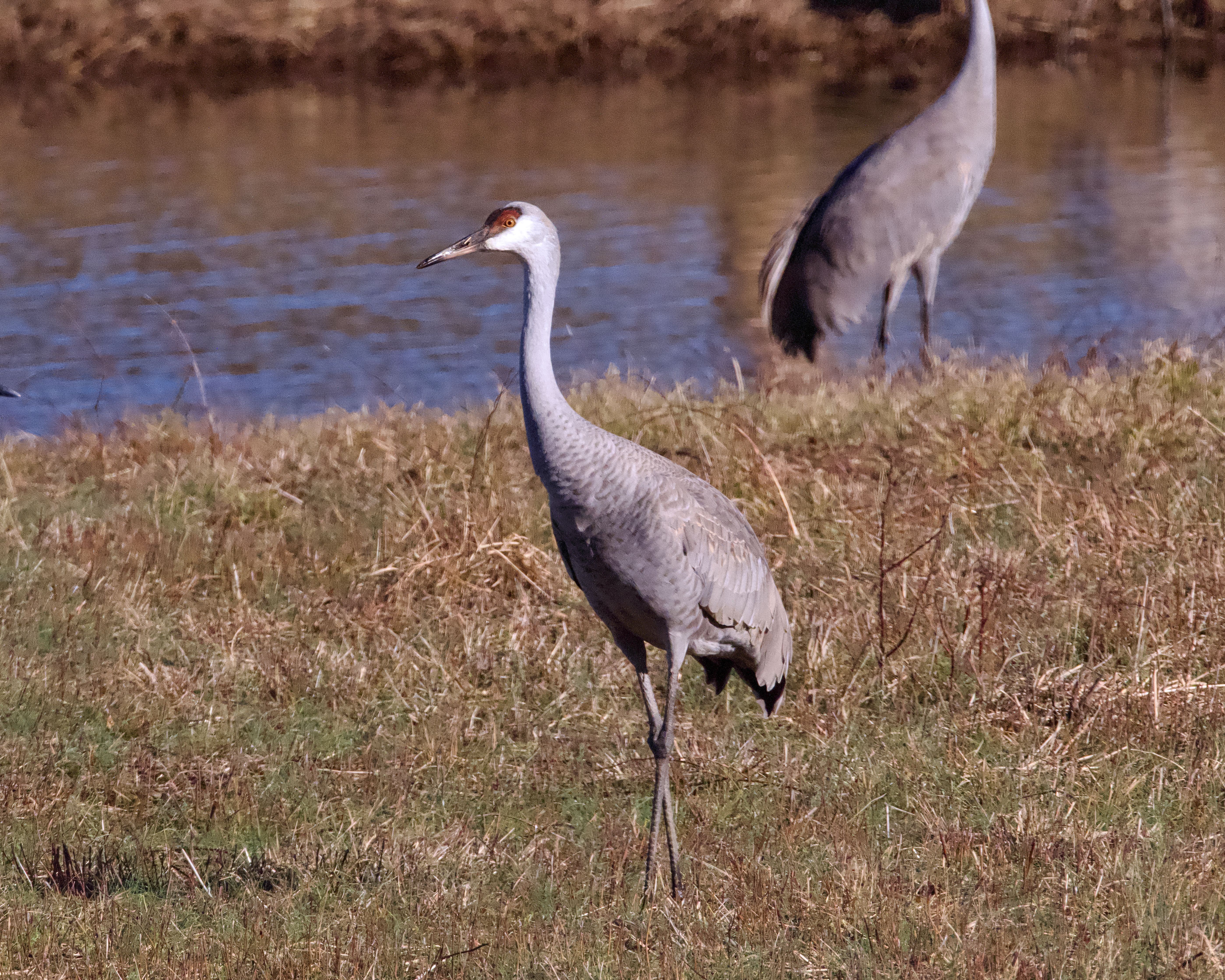 Florida Sandhill Crane · Free Stock Photo
