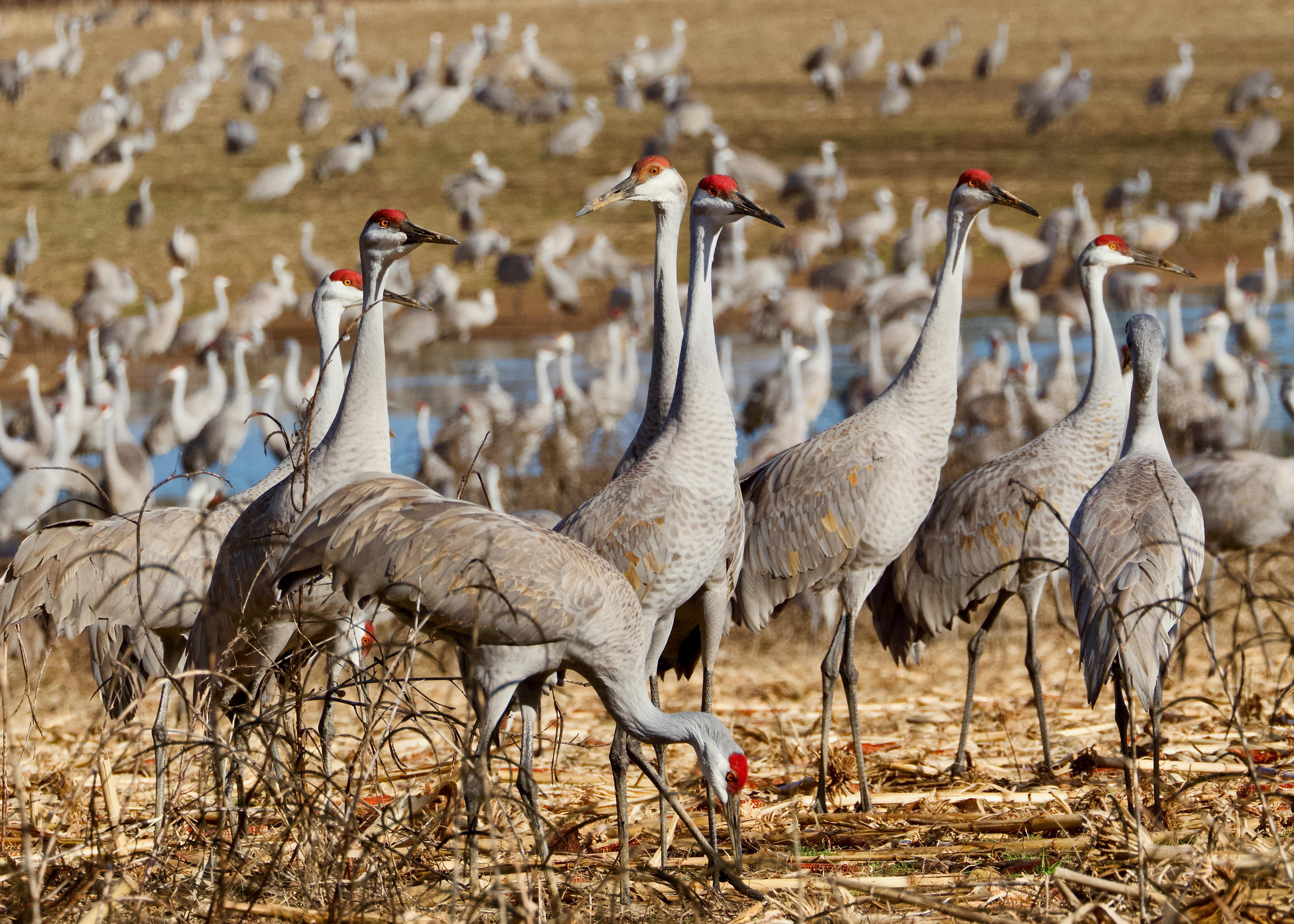 Flock of Cranes · Free Stock Photo