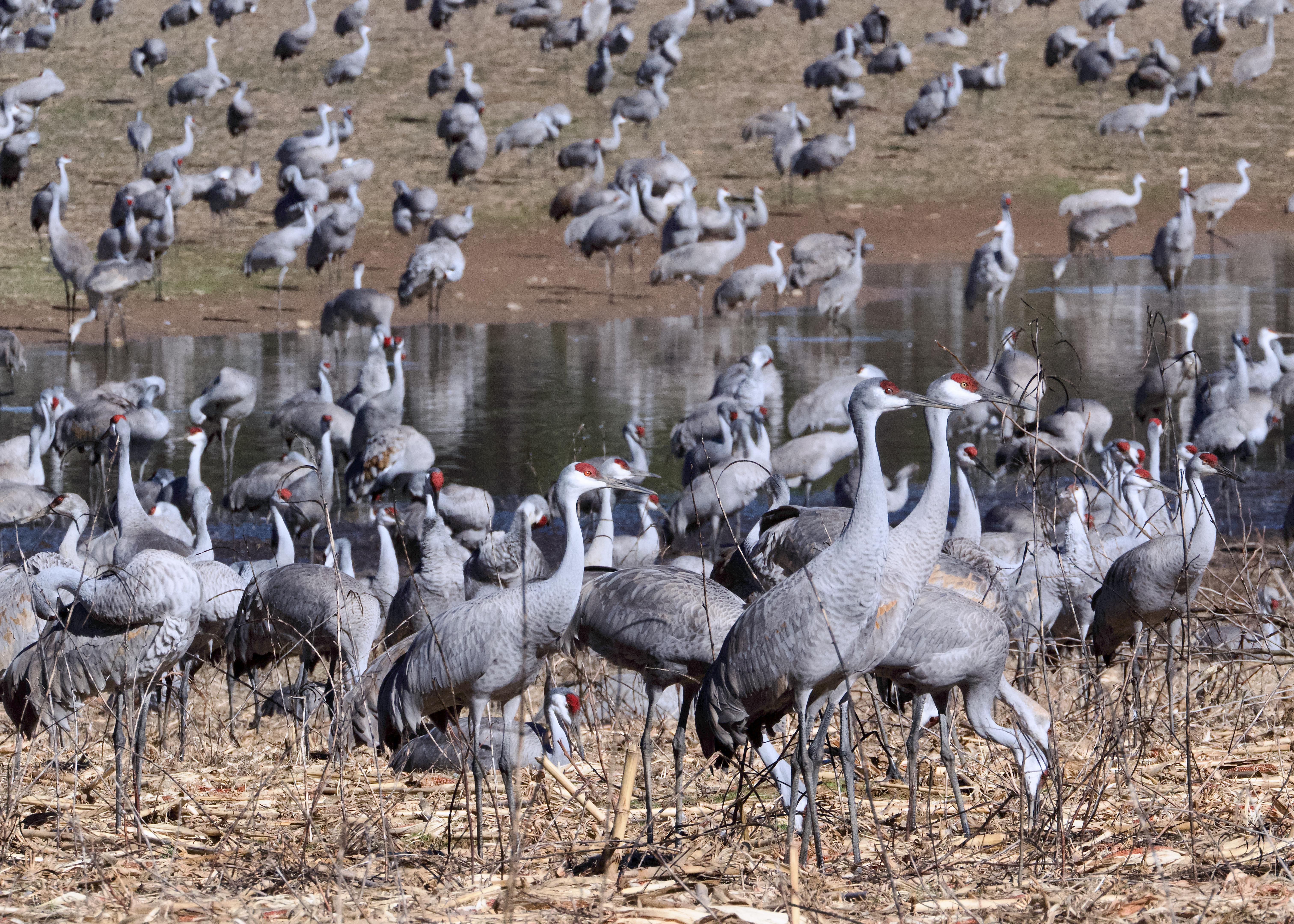 Florida Sandhill Cranes Flock · Free Stock Photo