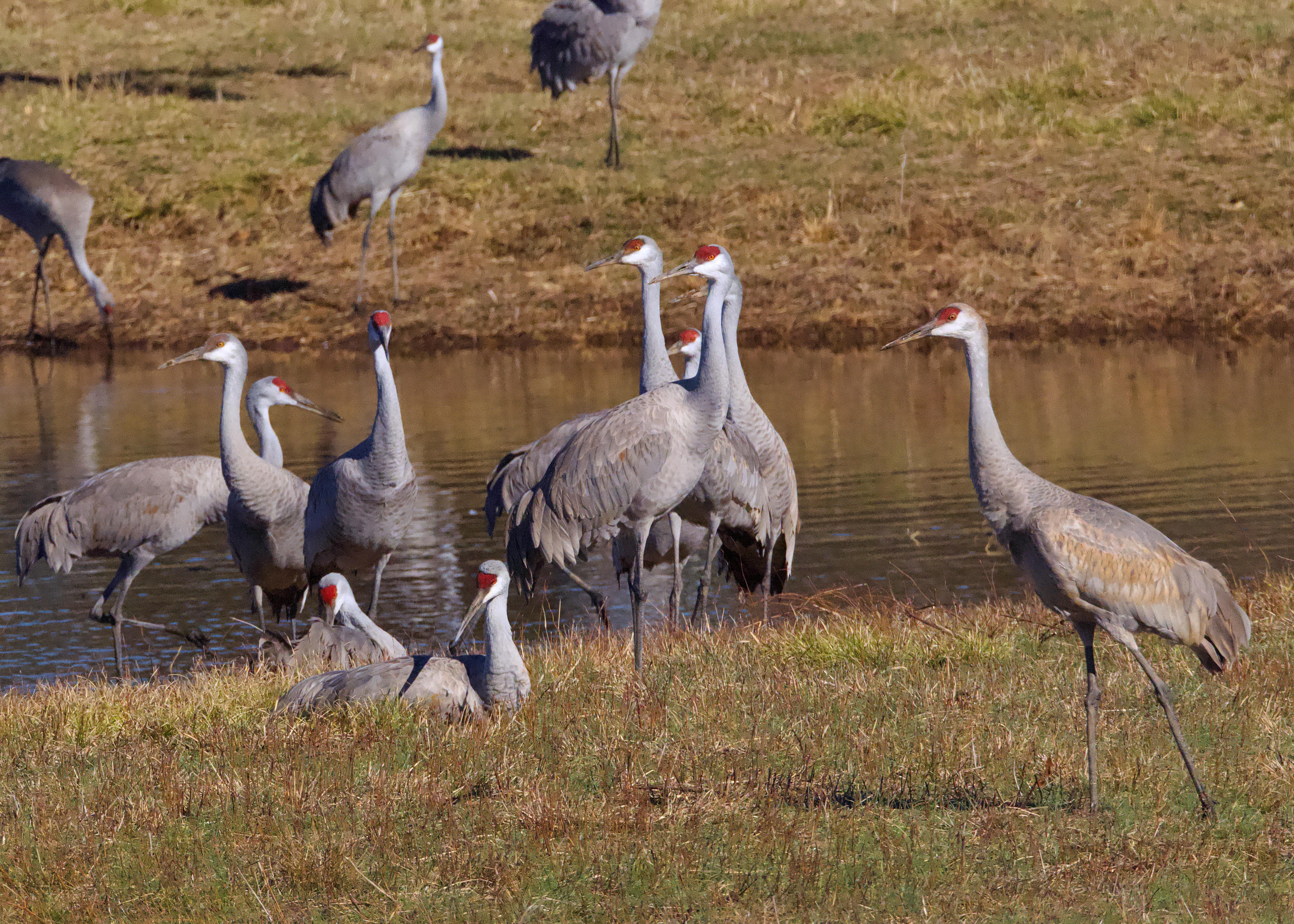 Florida Sandhill Cranes in Nature · Free Stock Photo