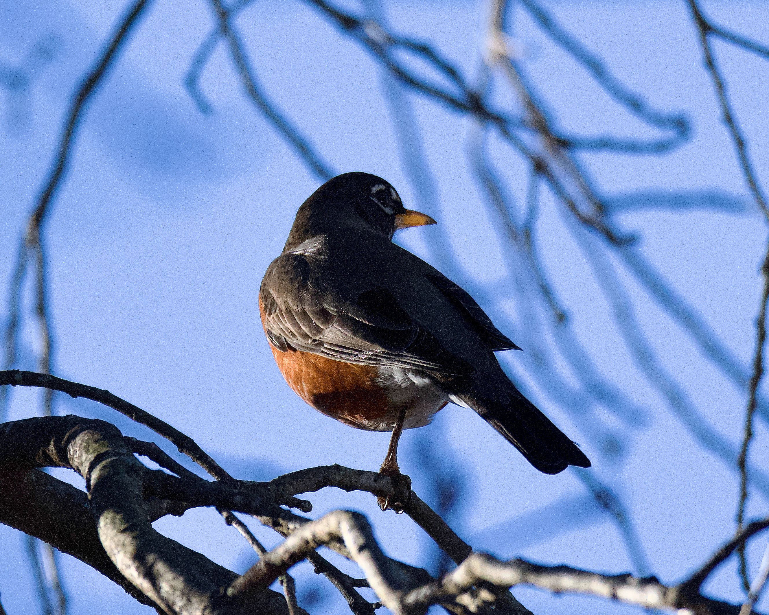 American Robin · Free Stock Photo