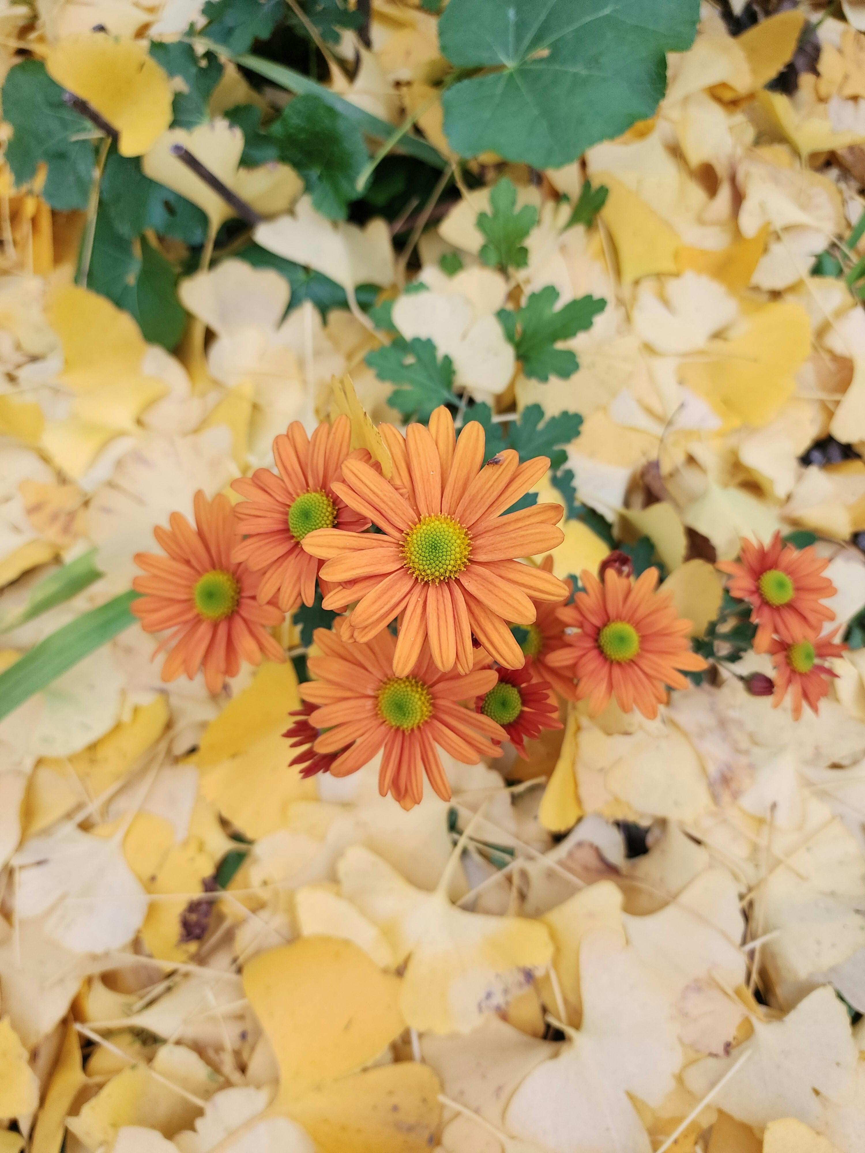 Fall Flowers Asthetic Desktop Photos, Download The BEST Free Fall ...