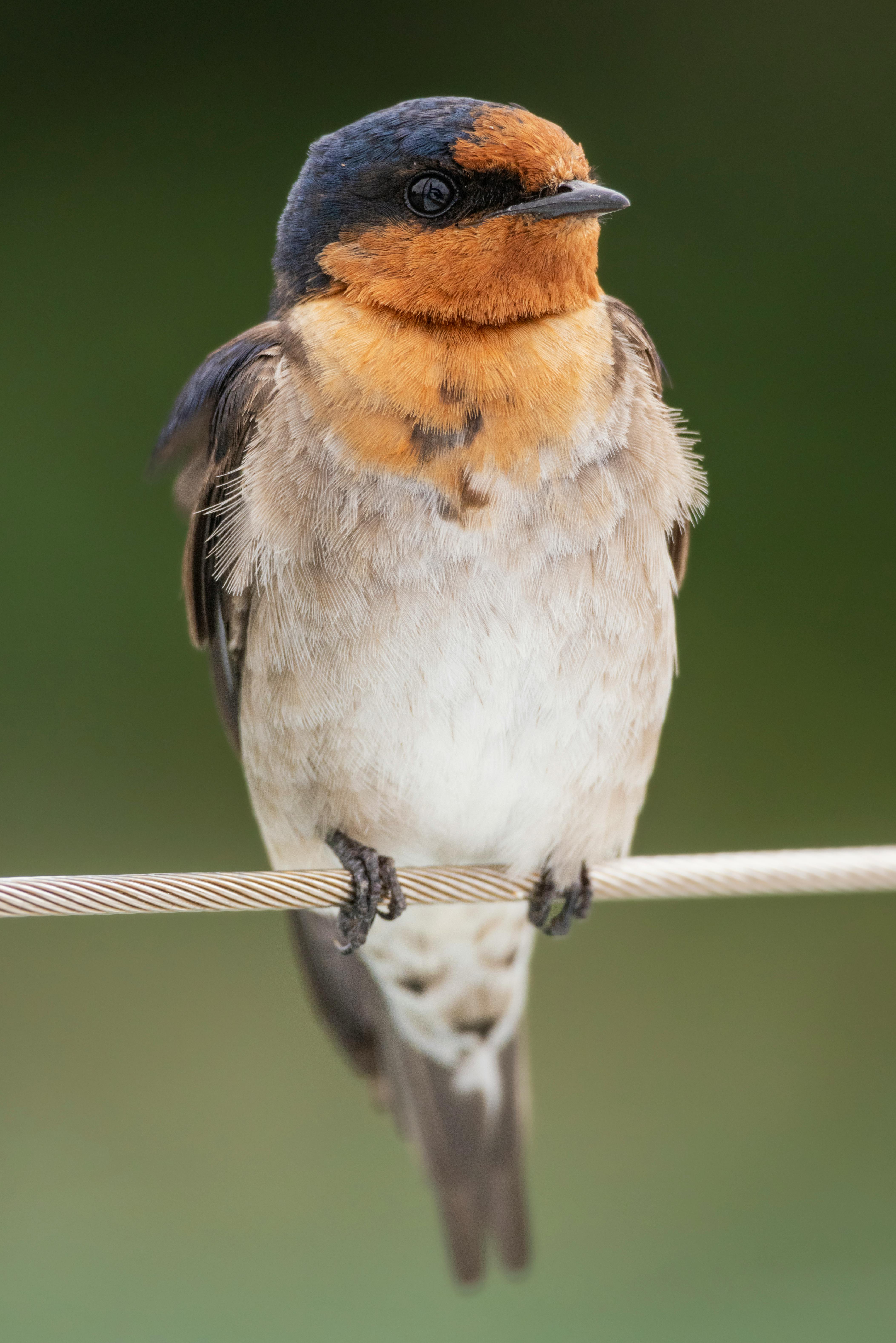 80.000+ Foto Burung Hinggap Terbaik · Unduh Gratis 100% · Foto Stok Pexels