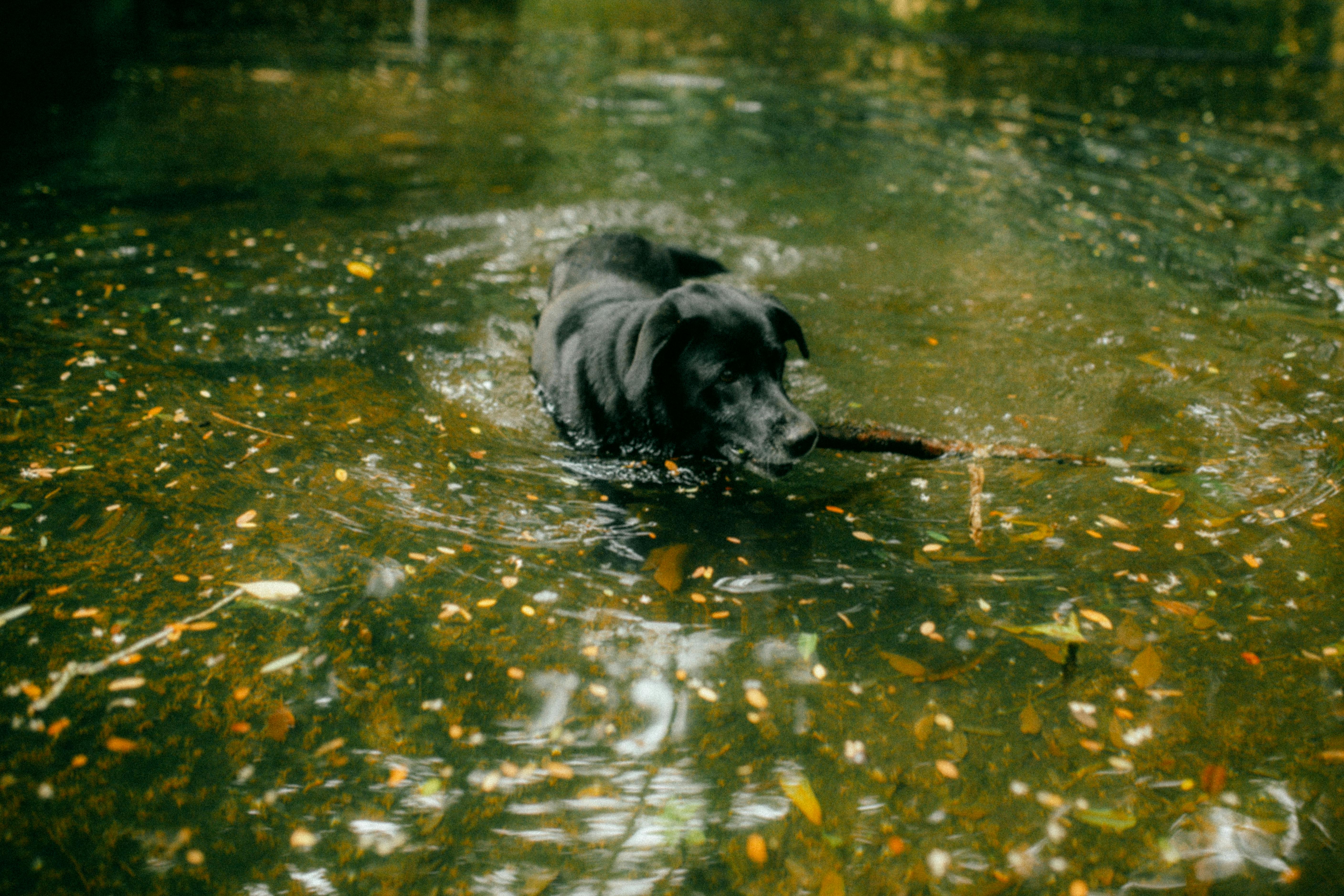 Puppy Dog in Lake Water · Free Stock Photo