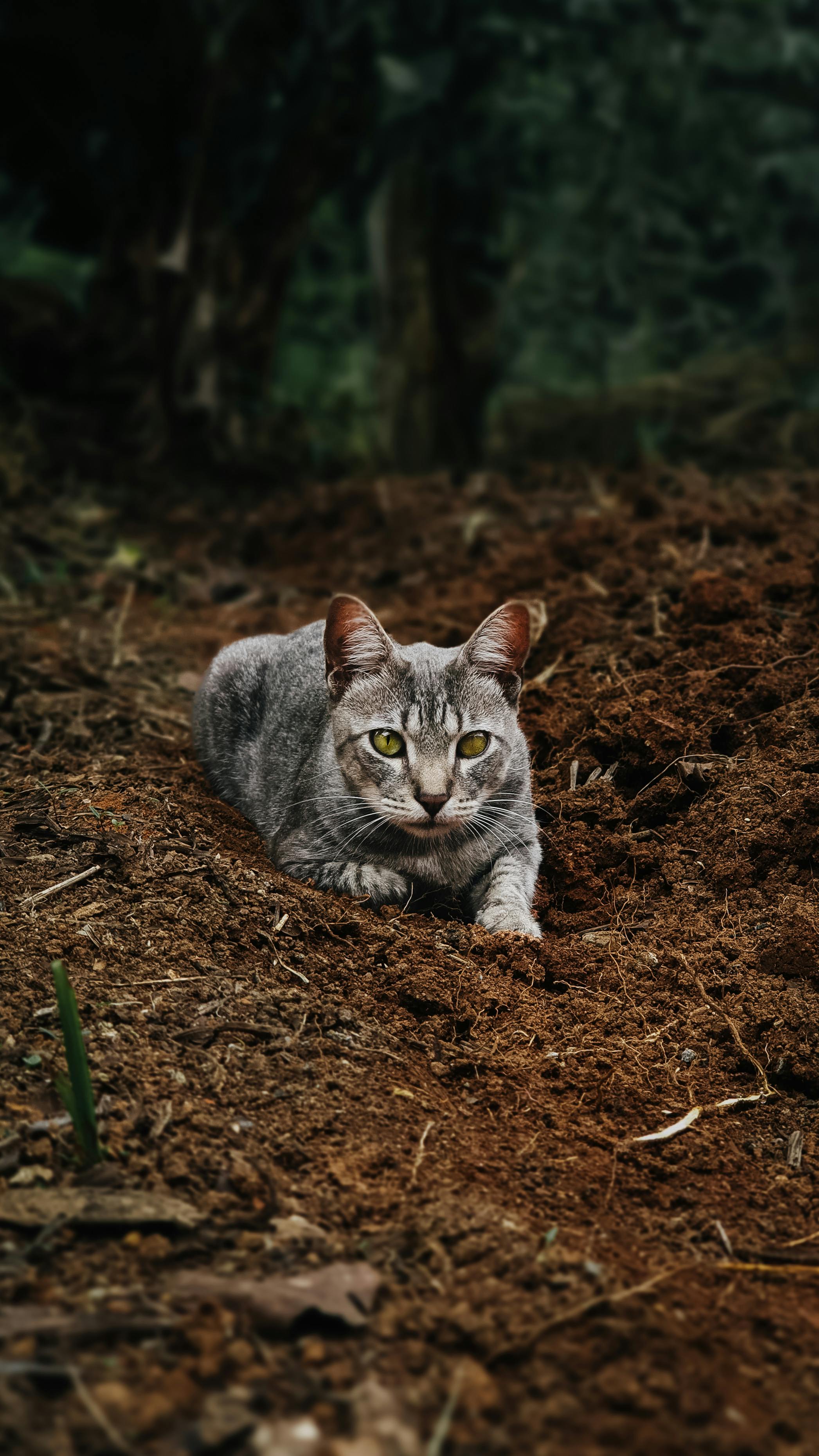 Thay M. Bandeira - 사진