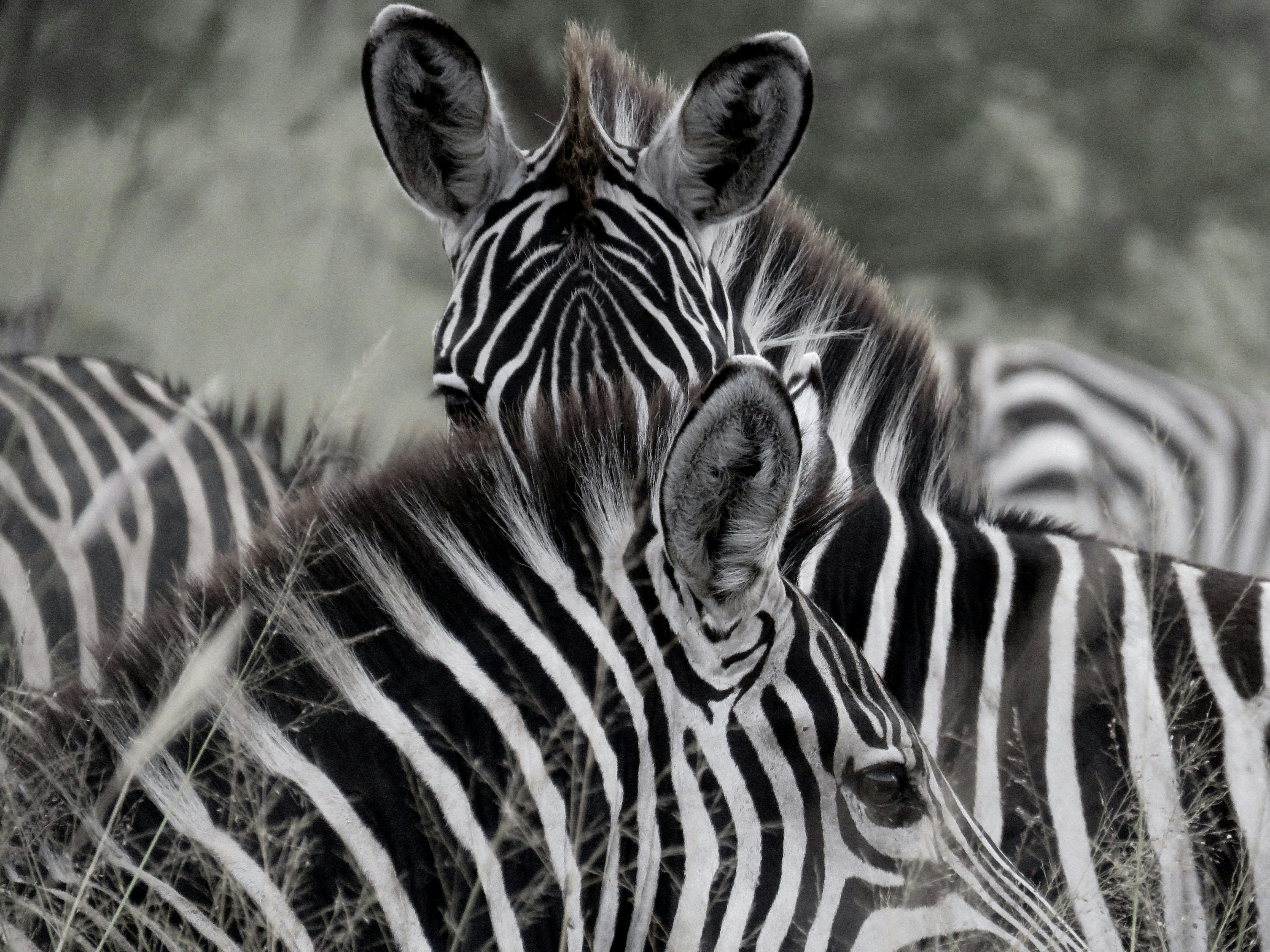 Close-up of Zebras in the Wild · Free Stock Photo