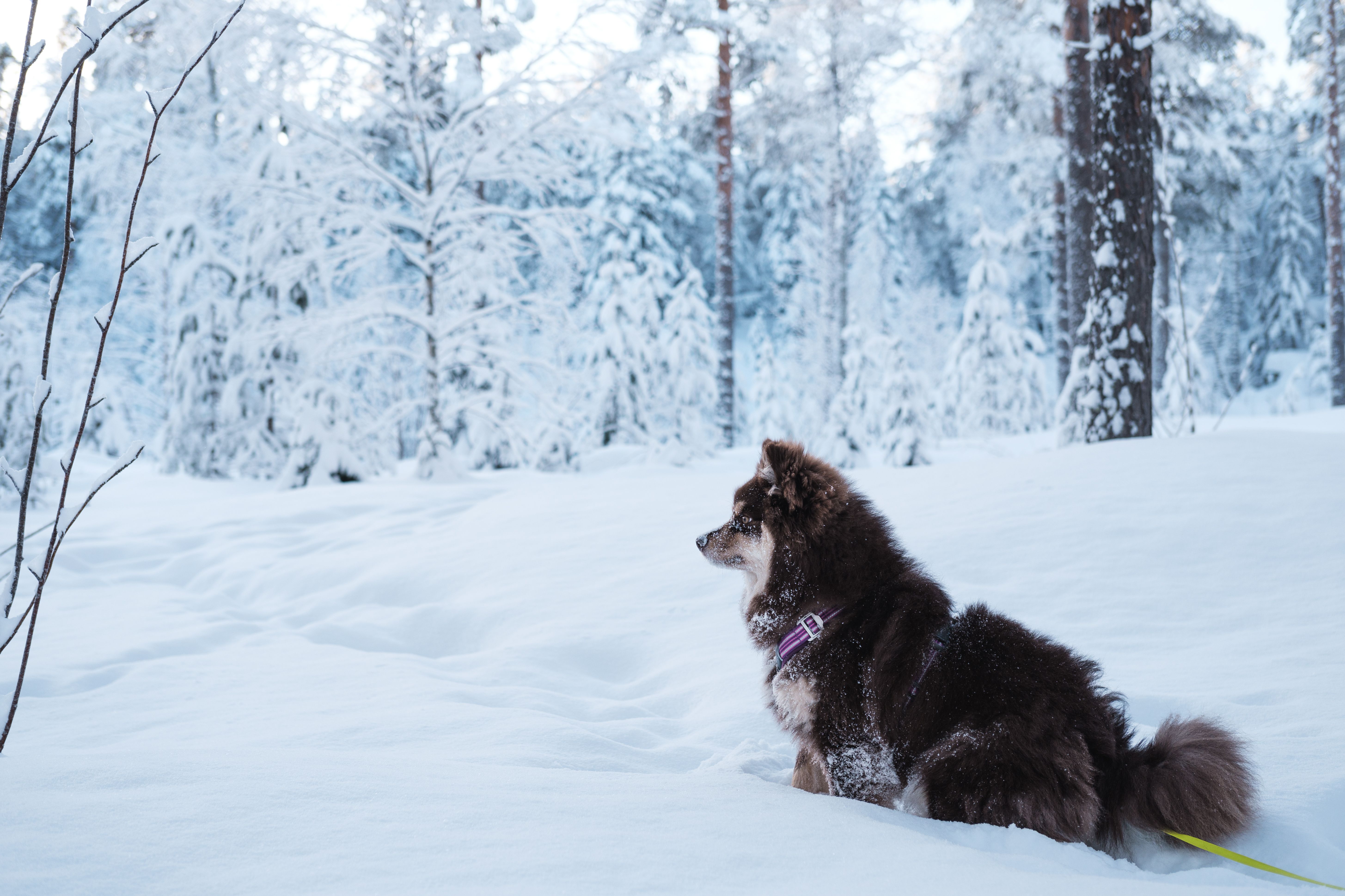 Dog in Snow in Forest · Free Stock Photo