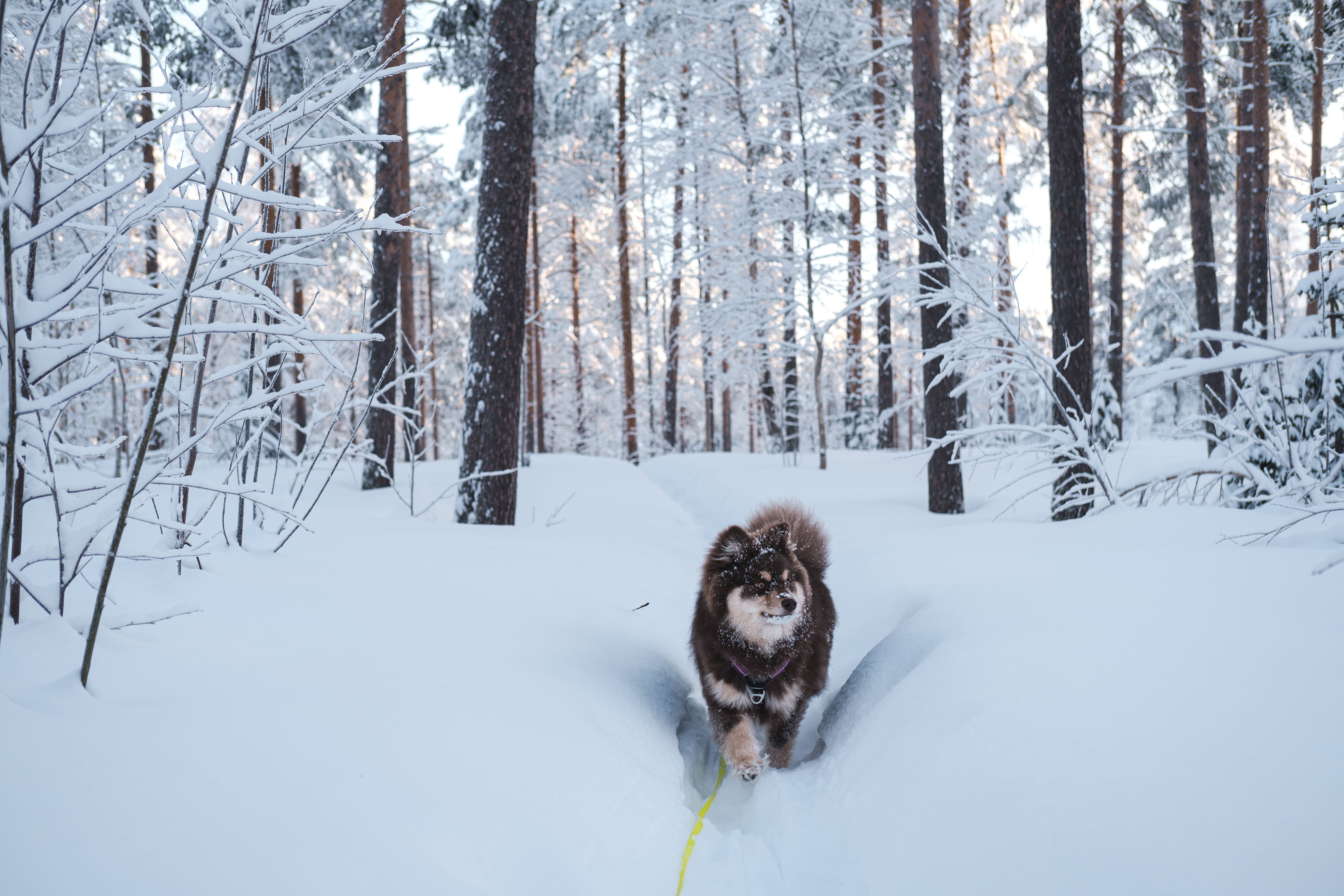 Dog in Snow in Forest · Free Stock Photo