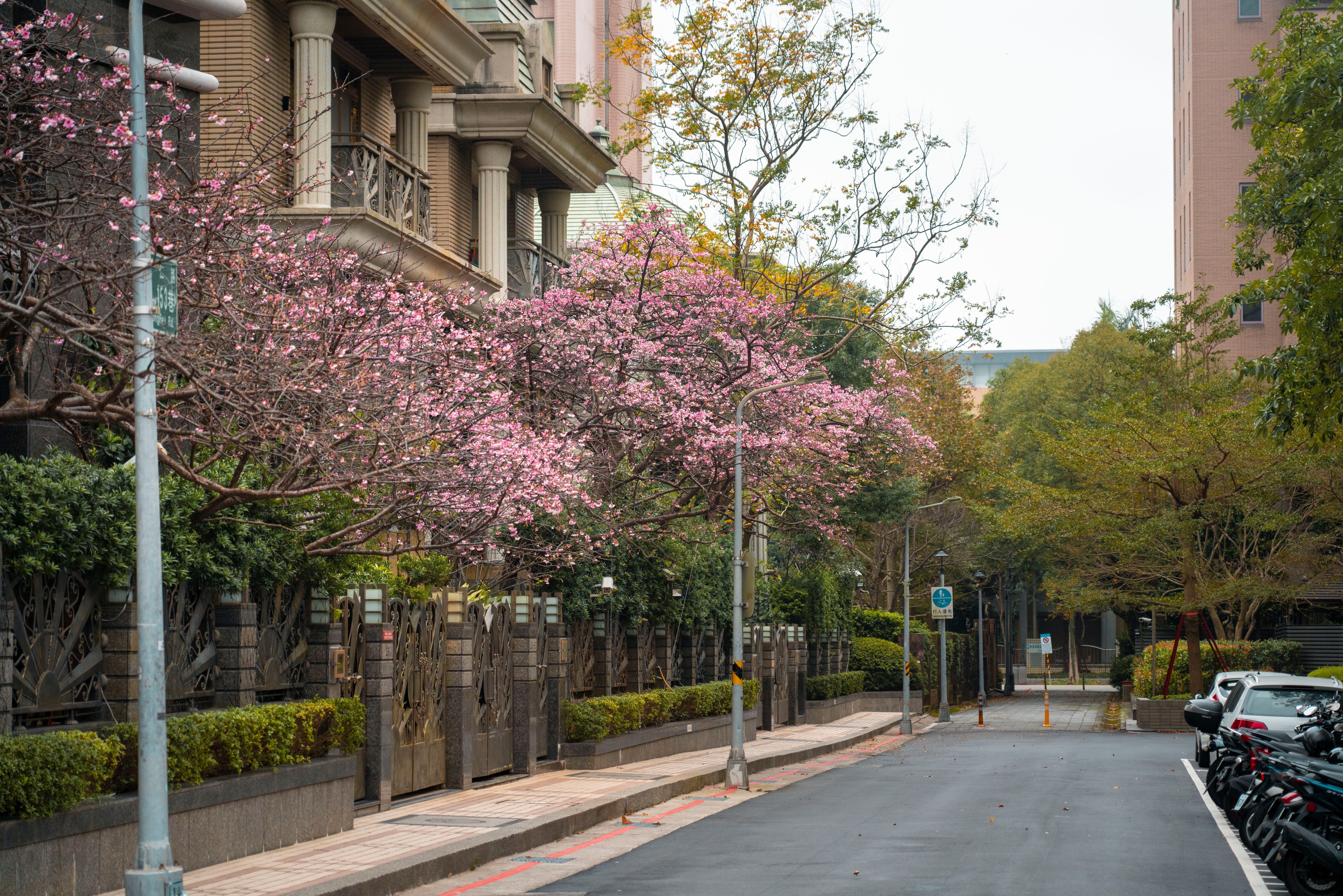 Pink Trees on Street in Spring · Free Stock Photo