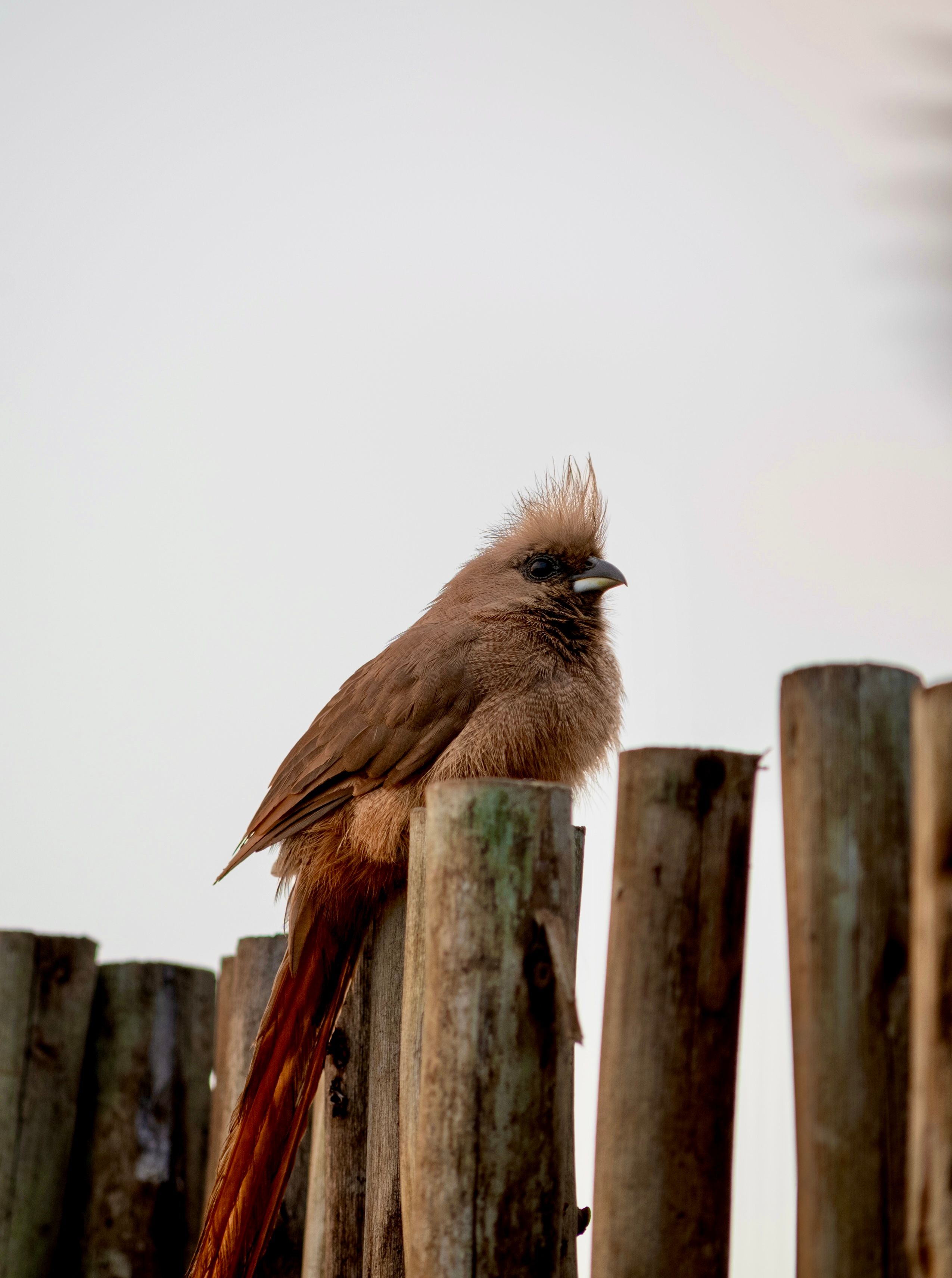 Close up of a Speckled Mousebird · Free Stock Photo