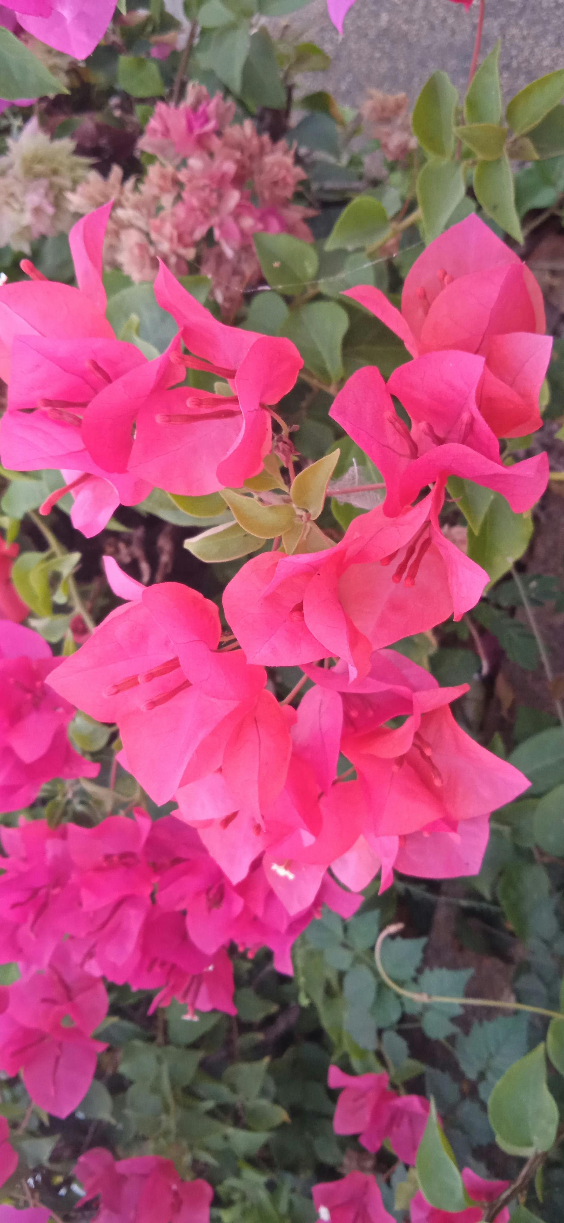 patcharee tangtiang - Fotografía