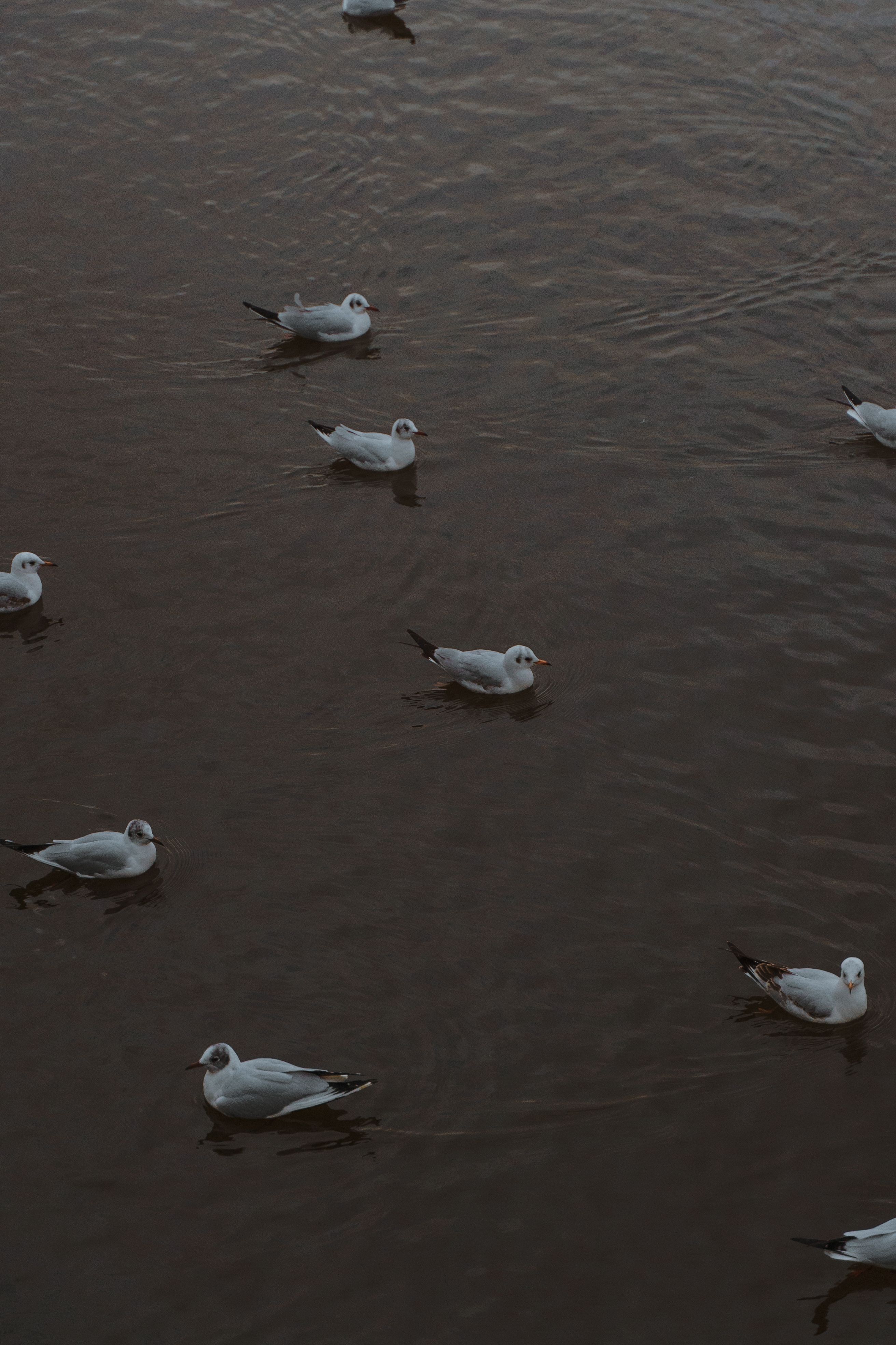 Saltwater Birds Photos, Download The BEST Free Saltwater Birds Stock ...