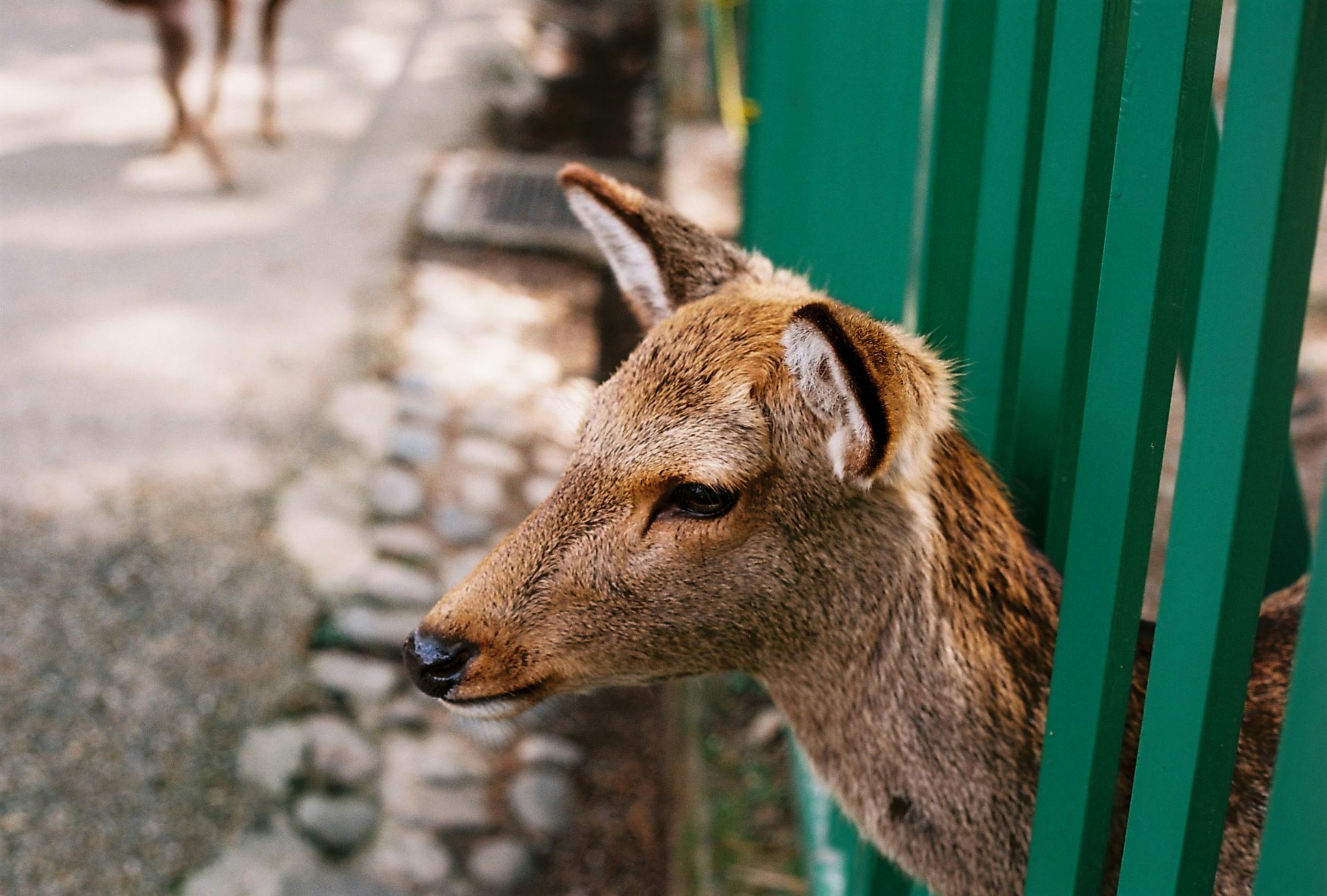 Deer Behind a Green Fence · Free Stock Photo