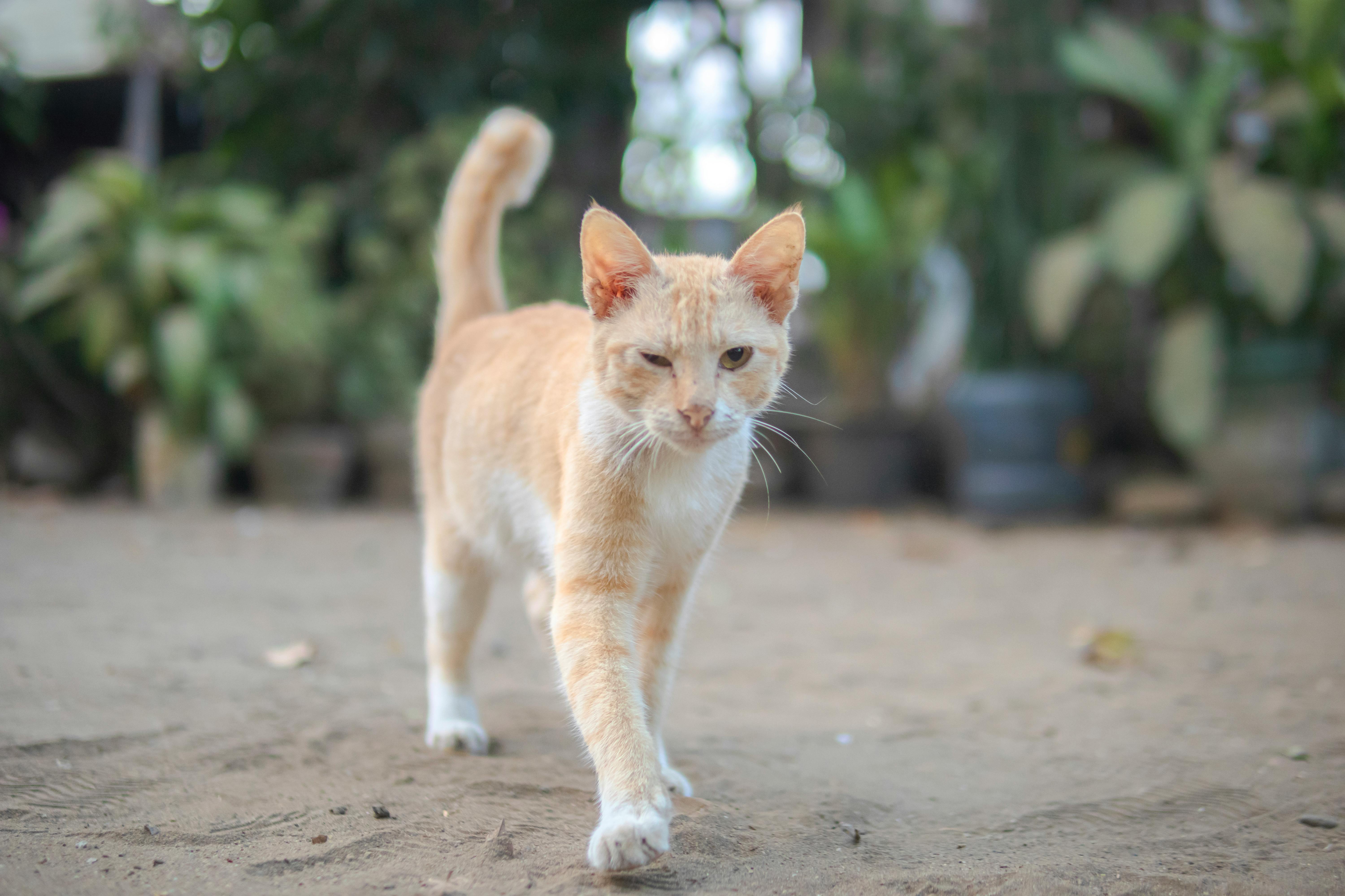 Cat Wait Backround Photos, Download The BEST Free Cat Wait Backround ...