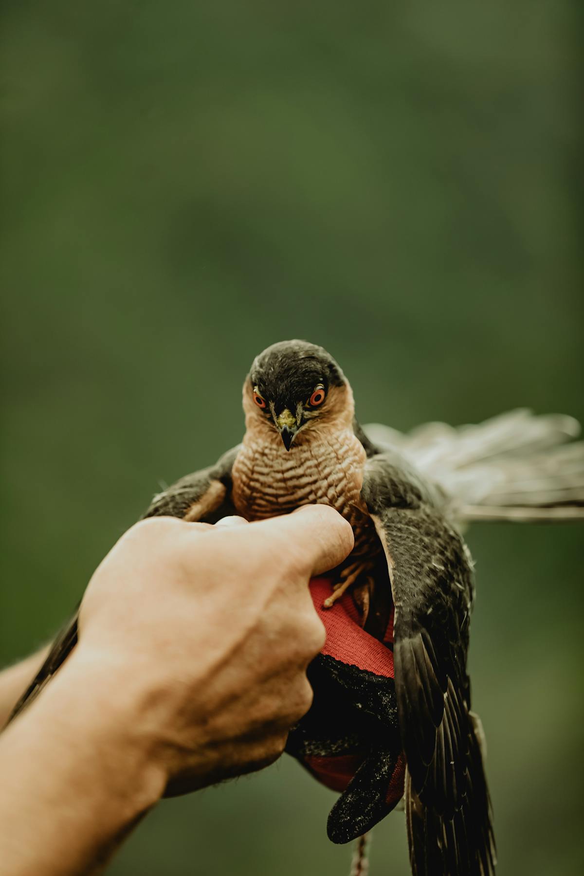 Falcon Man Photos, Download The BEST Free Falcon Man Stock Photos & HD ...