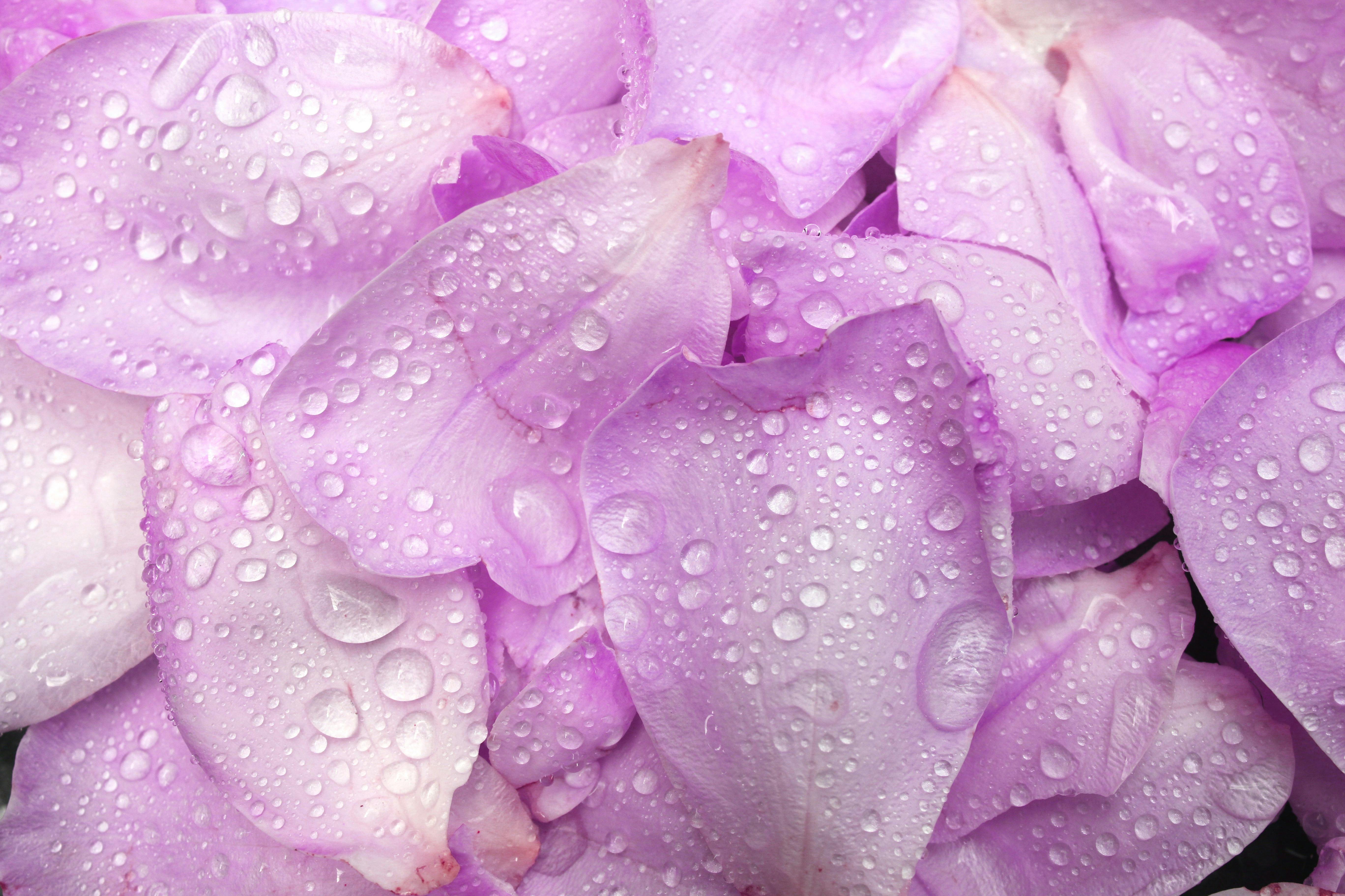 Raindrops on Purple Flowers Petals · Free Stock Photo
