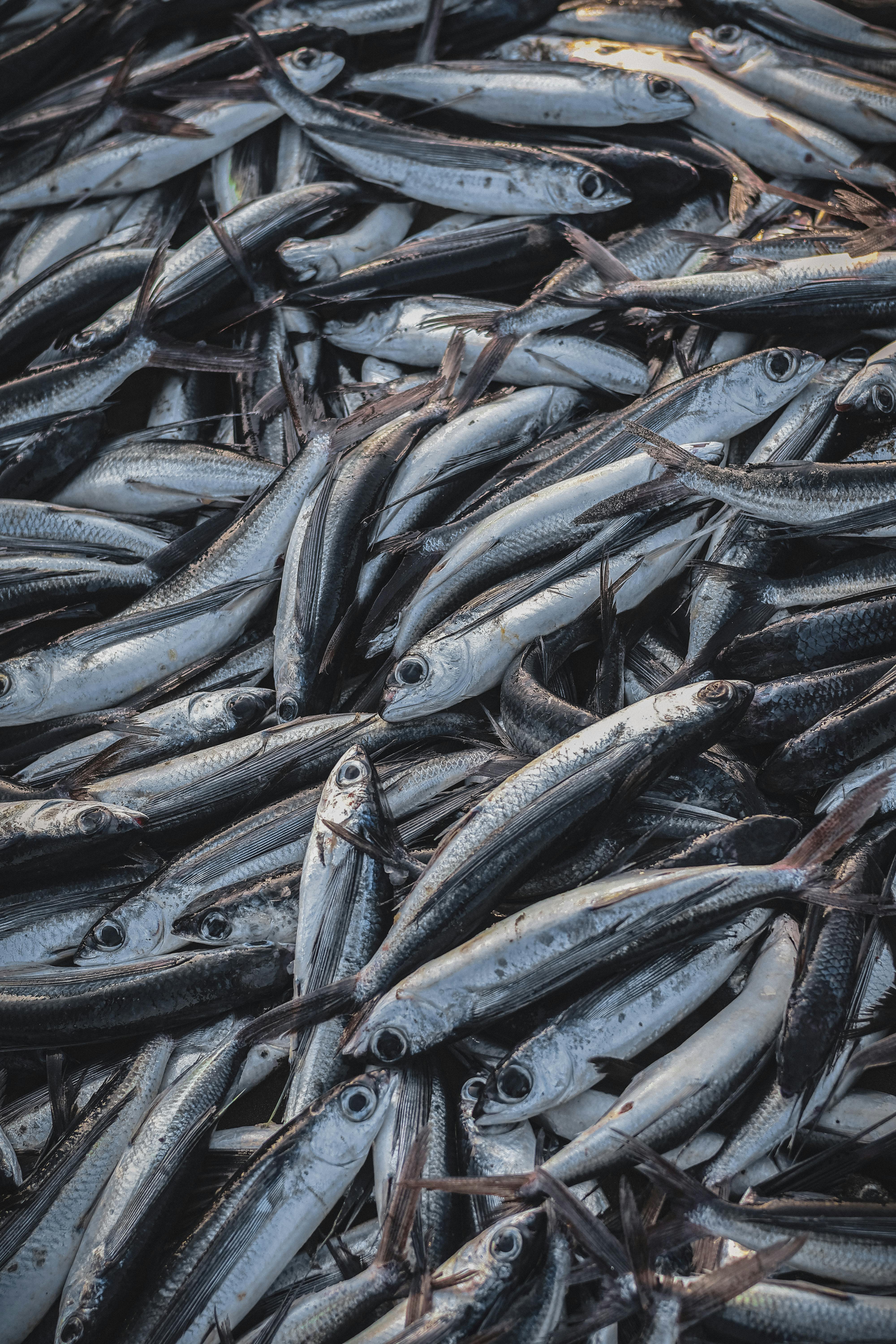 Close-up of a Pile of Freshly Caught Fish · Free Stock Photo