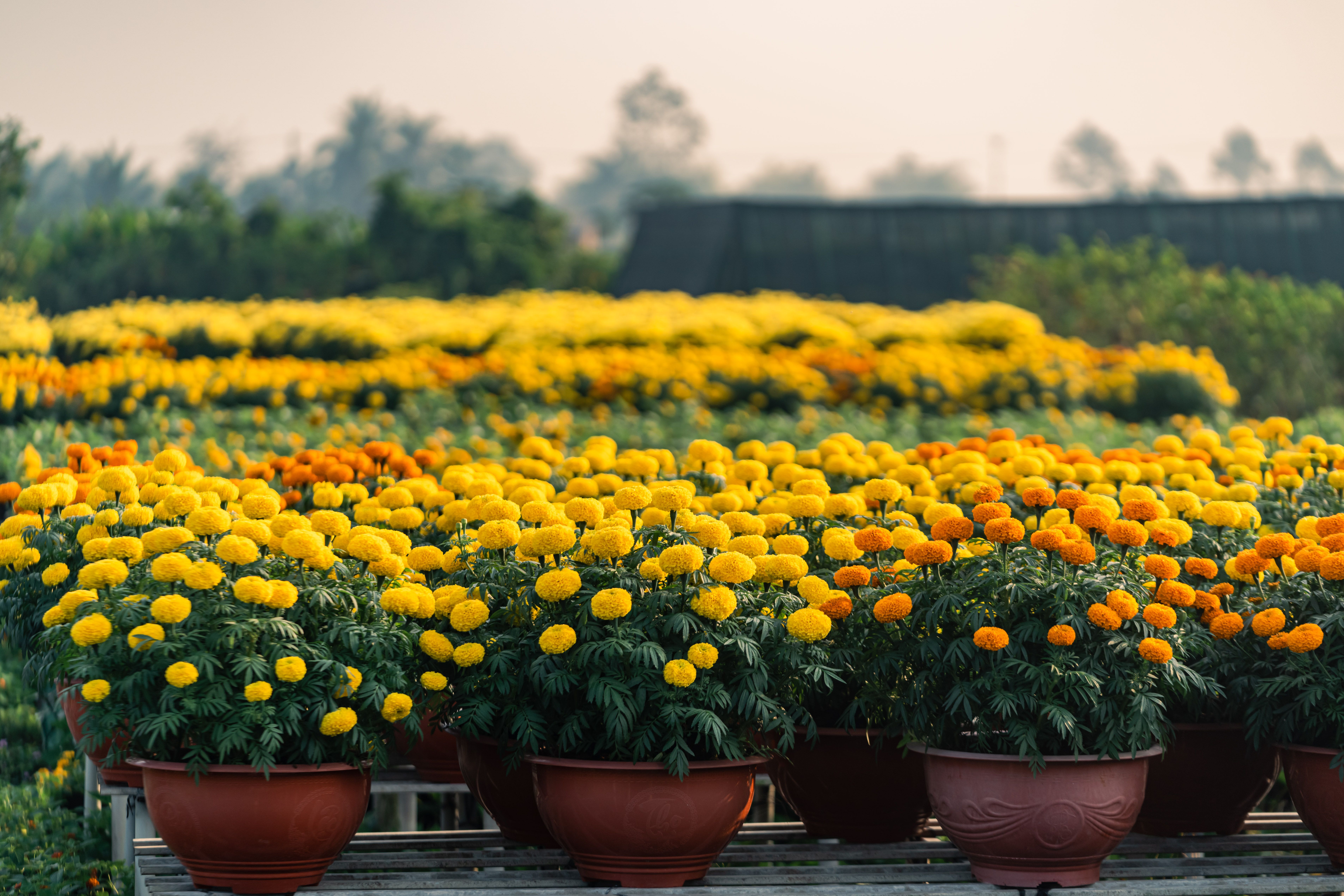 Photo of Marigolds Growing in Pots at a Plant Nursery · Free Stock Photo