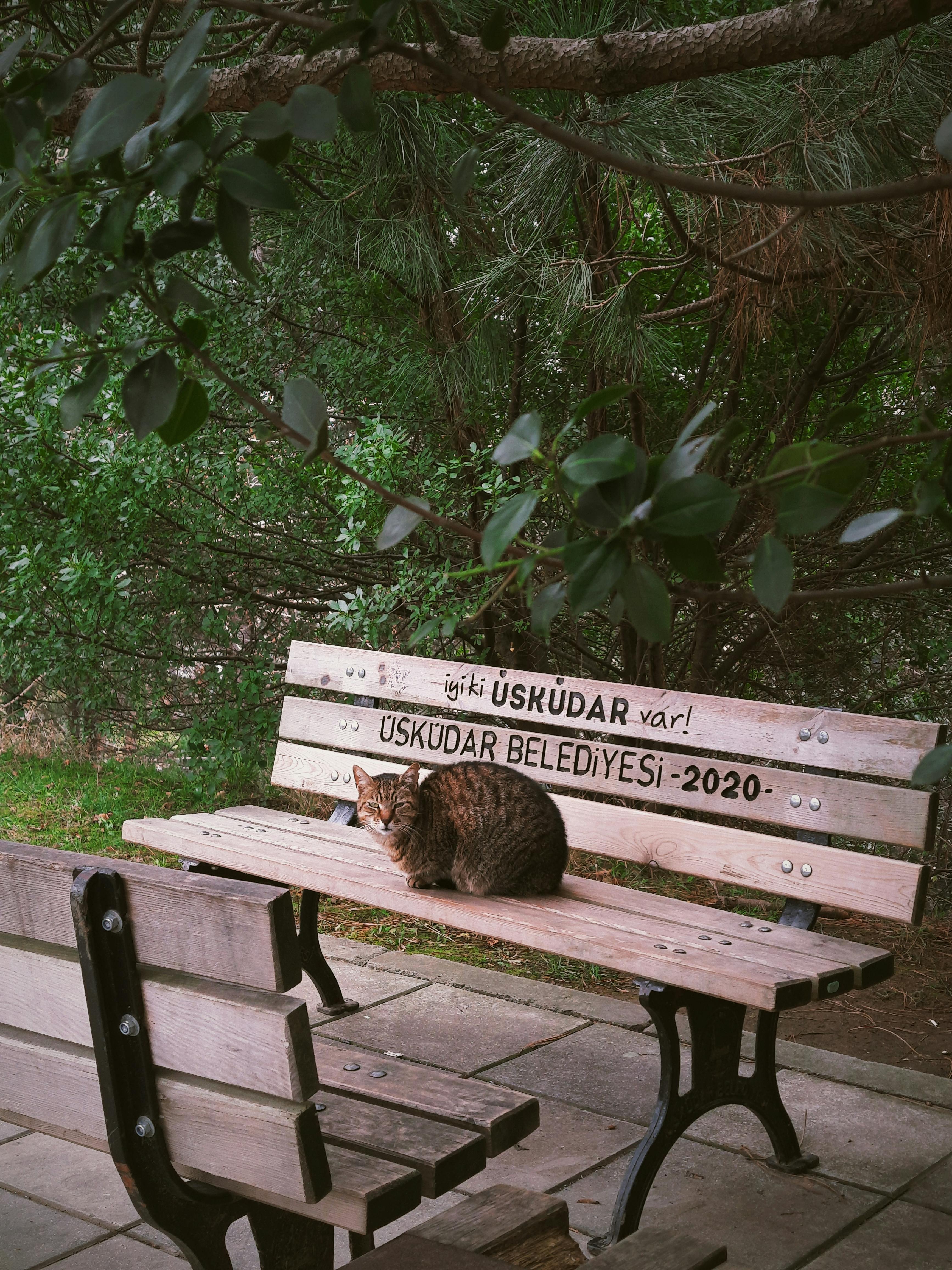 Cat Memes 2020 Photos, Download The BEST Free Cat Memes 2020 Stock ...