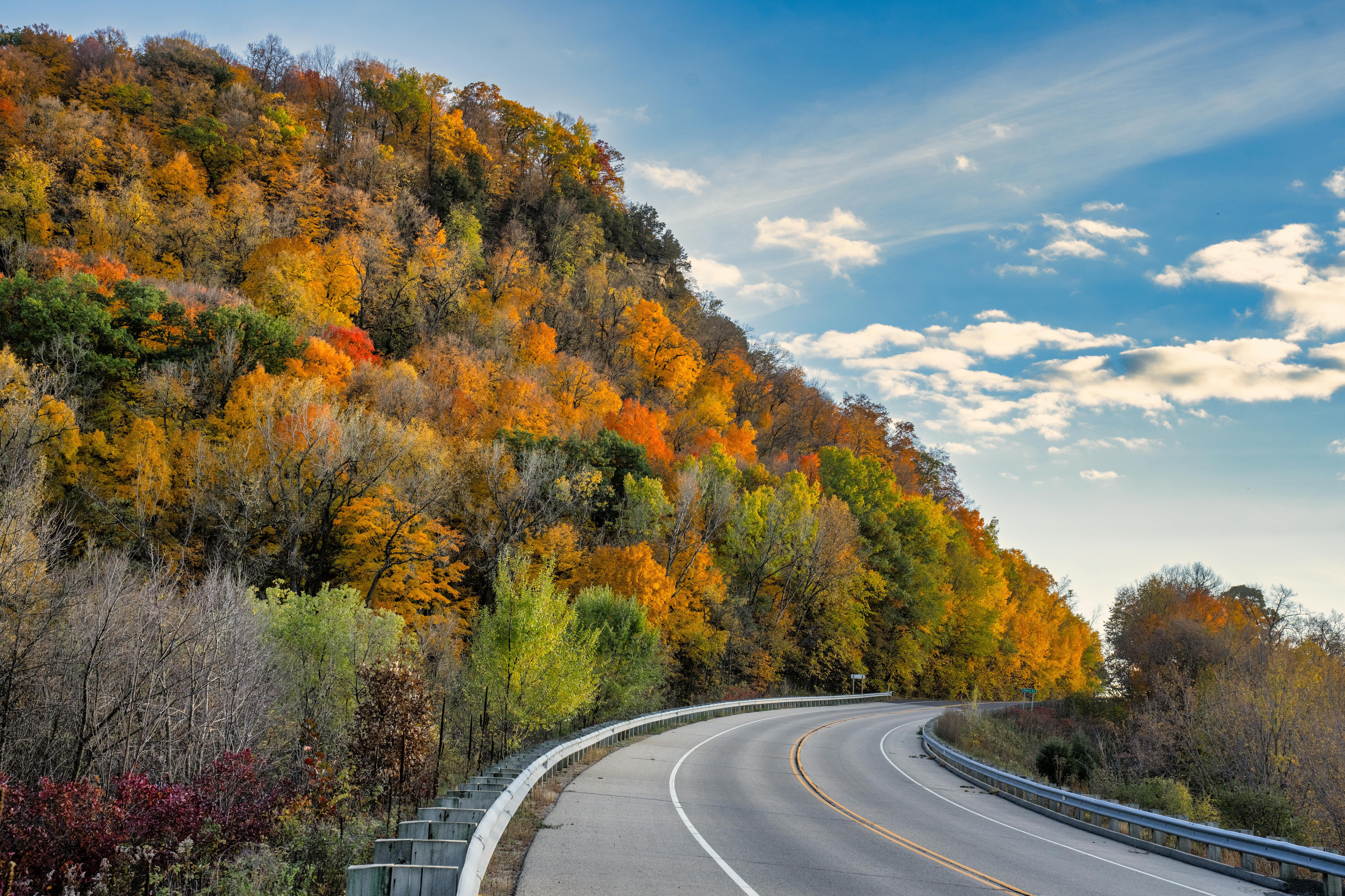 Forest near Road in Fall · Free Stock Photo