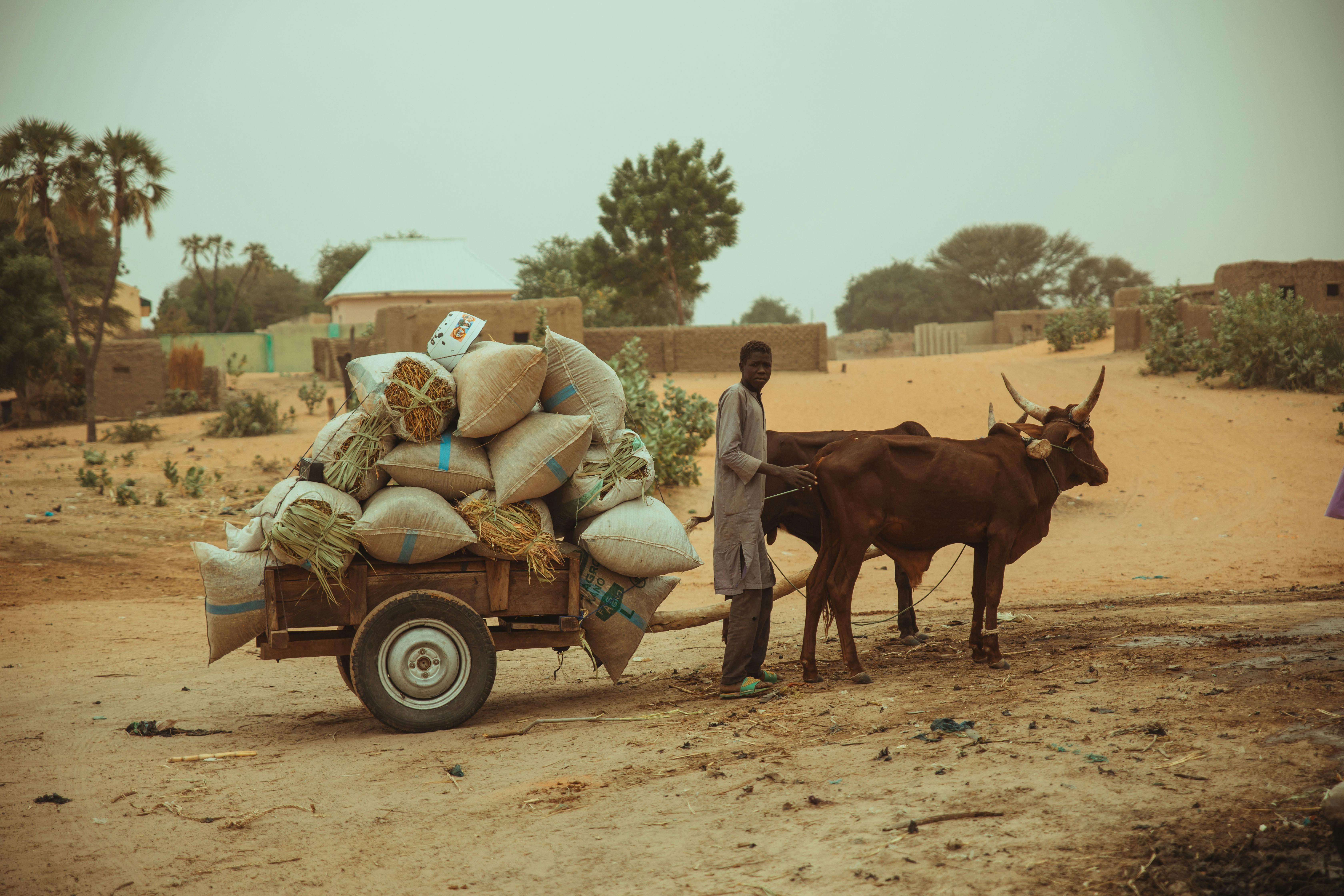 Foto de stock gratuita sobre agricultura, animales de trabajo, apilar ...