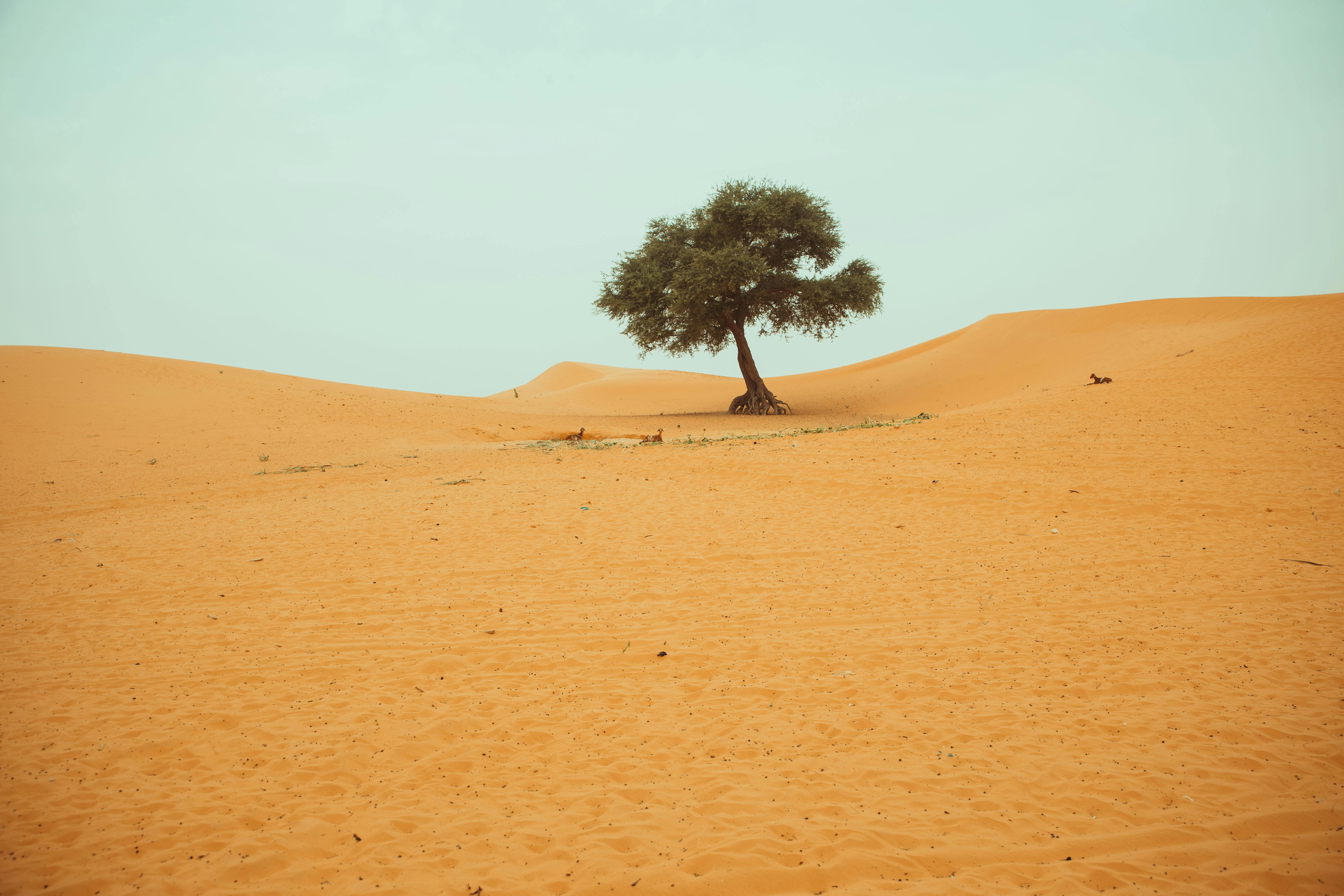Barren Desert Tree