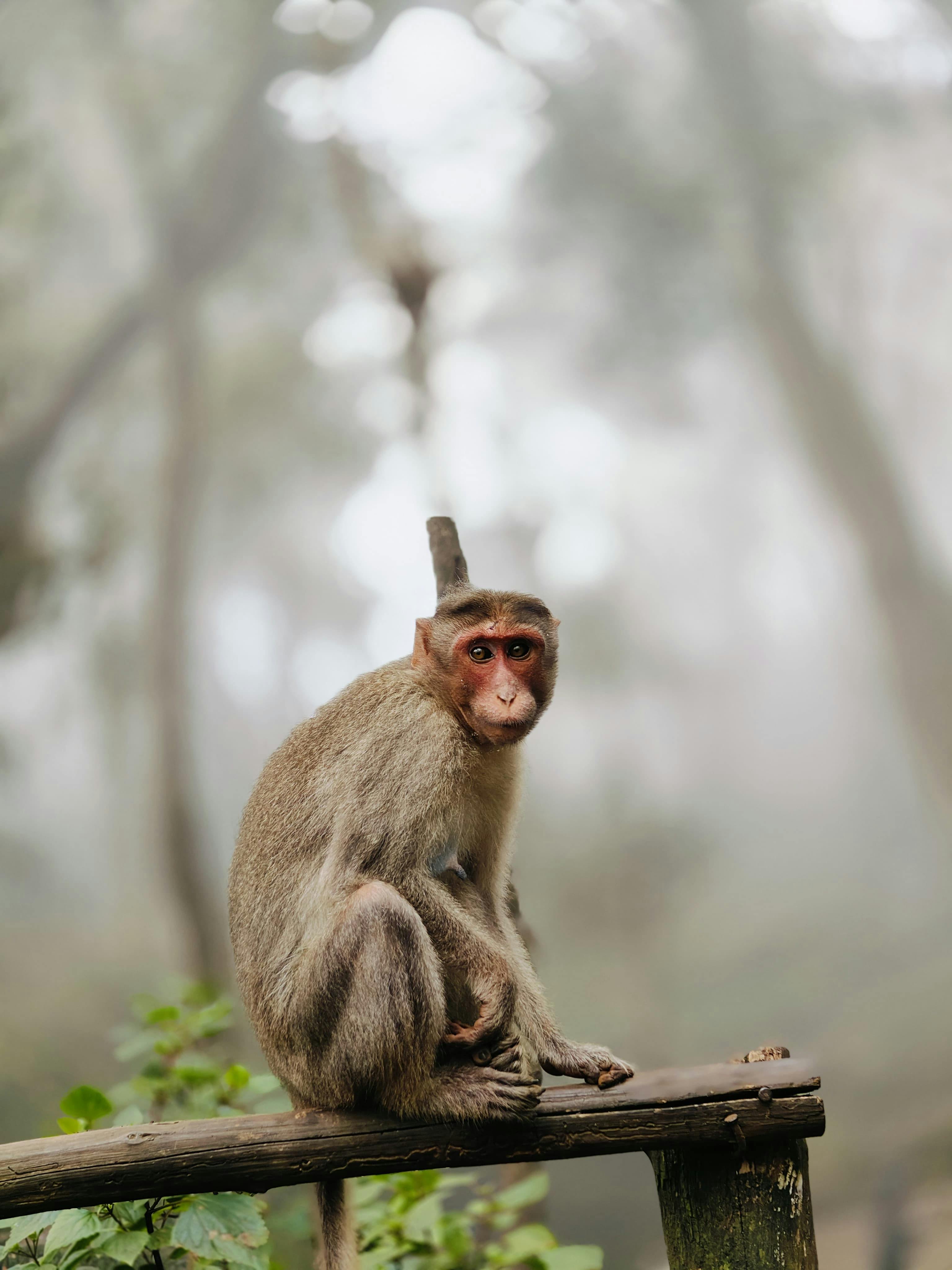 Brown Baby Monkey Sitting on Tree Branch · Free Stock Photo