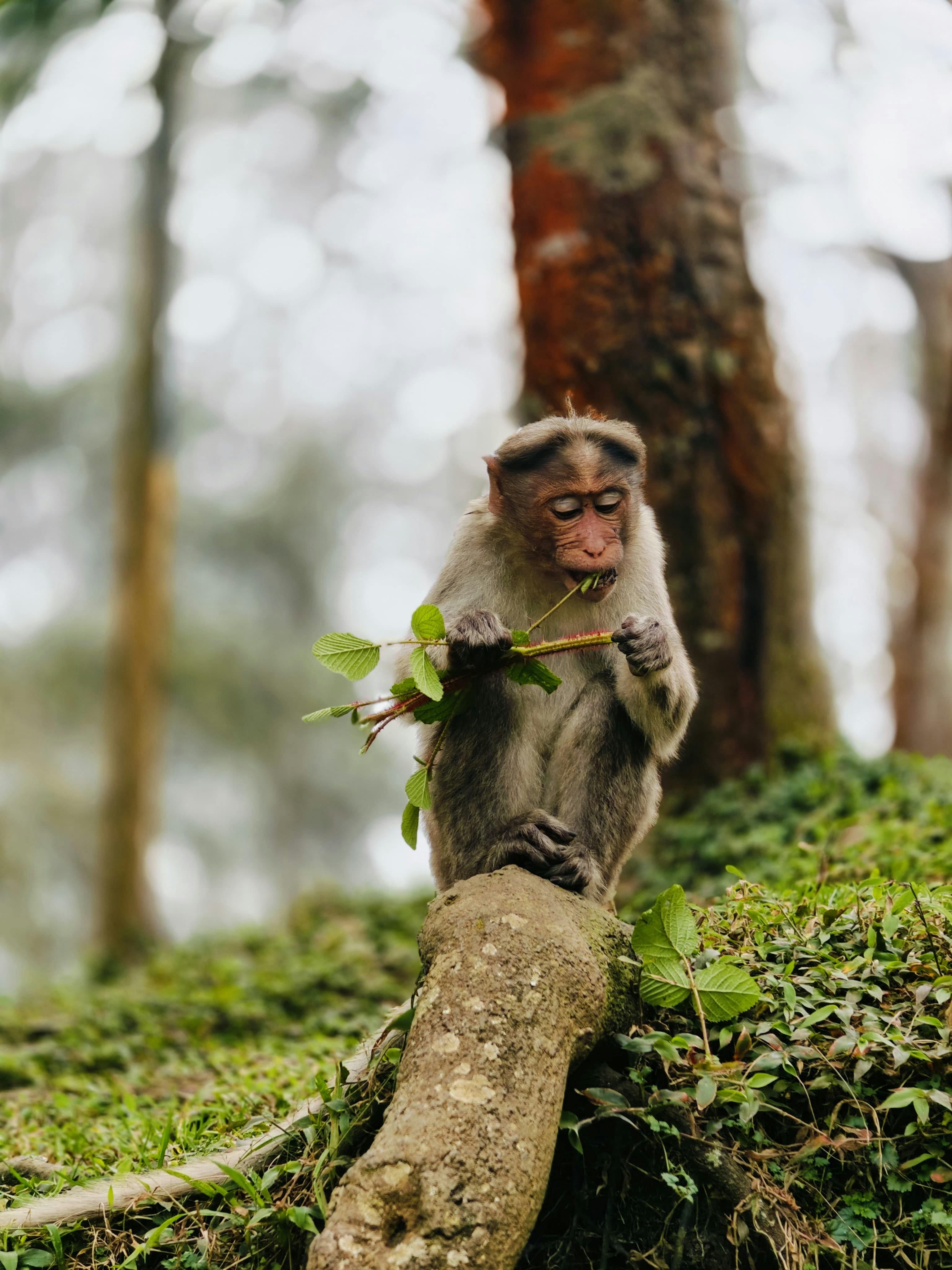 Monkey in Forest · Free Stock Photo