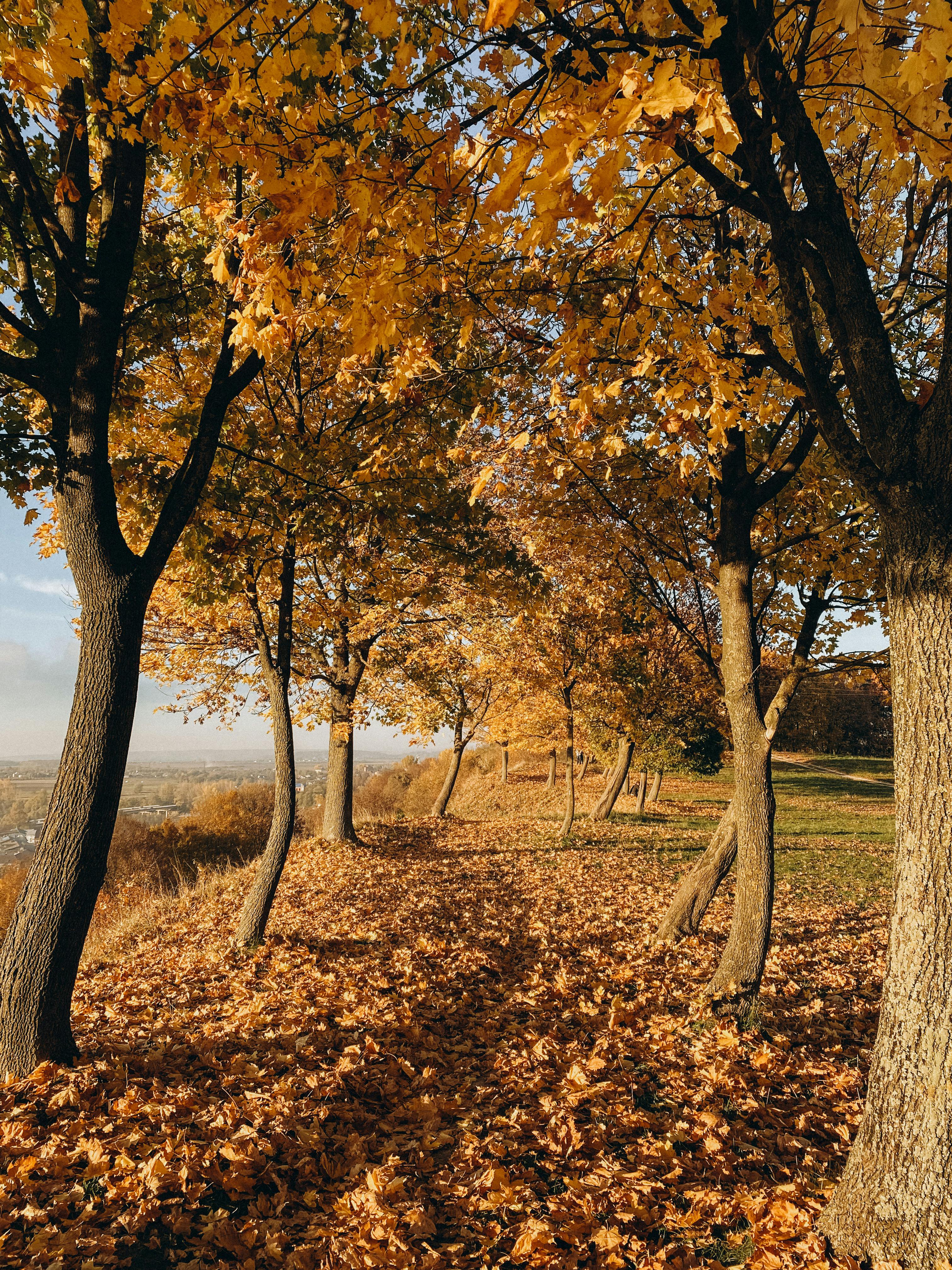 Fall Autumn Photos, Download The BEST Free Fall Autumn Stock Photos ...