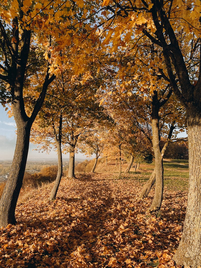 Fall Autumn Photos, Download The BEST Free Fall Autumn Stock Photos ...