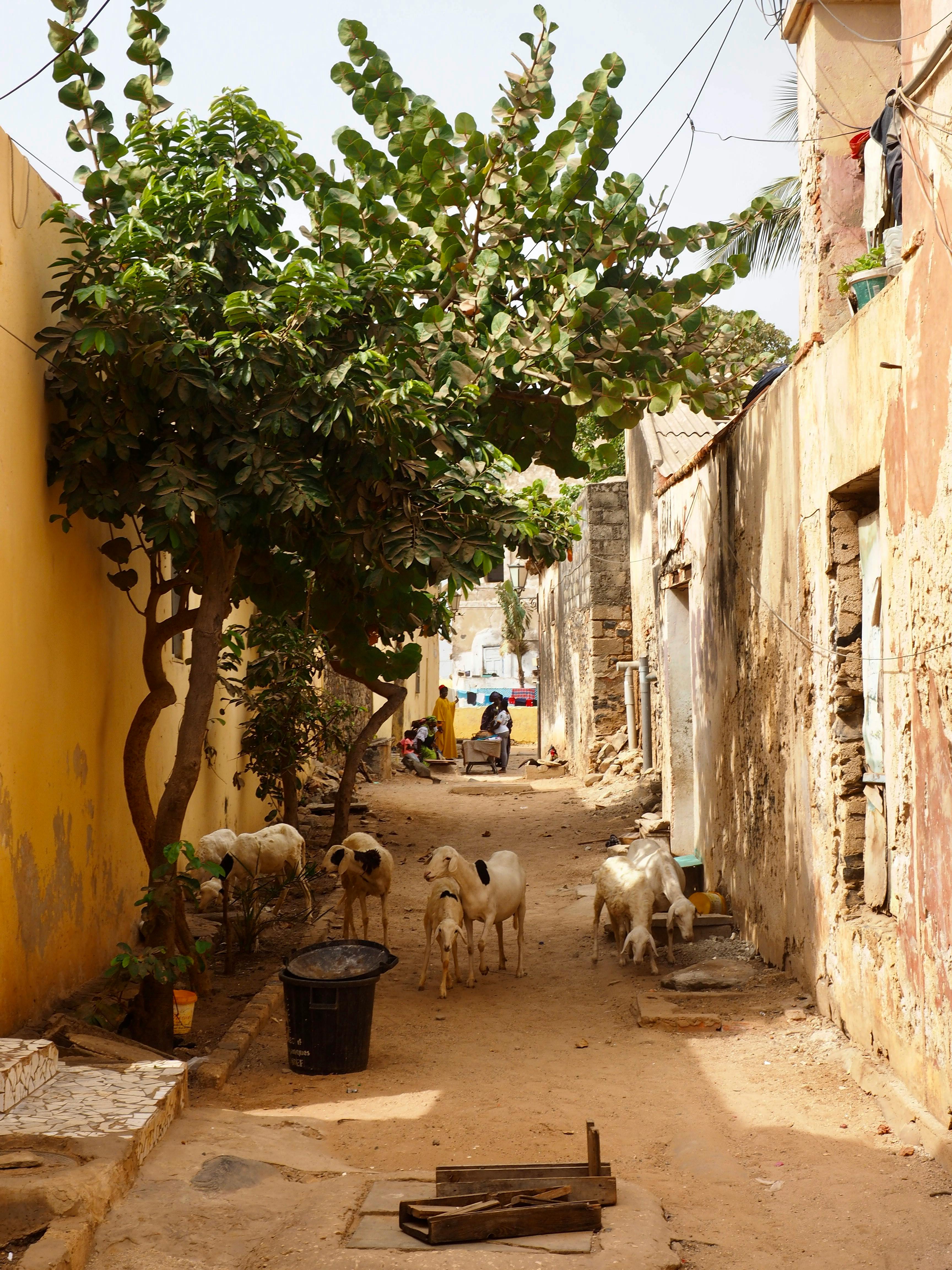 Himalayan Goat Group Photos, Download The BEST Free Himalayan Goat ...