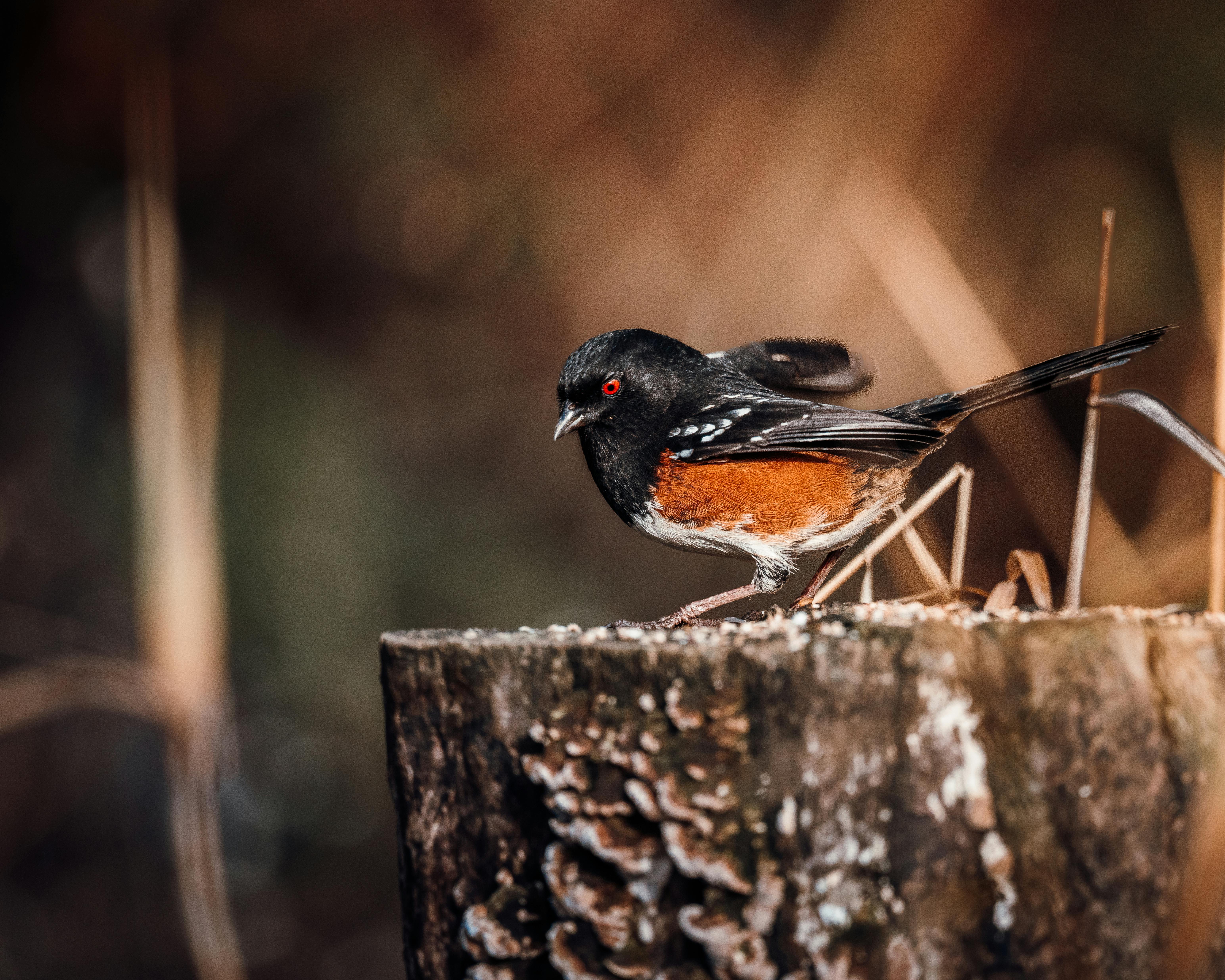Small Bird on Tree Trunk · Free Stock Photo