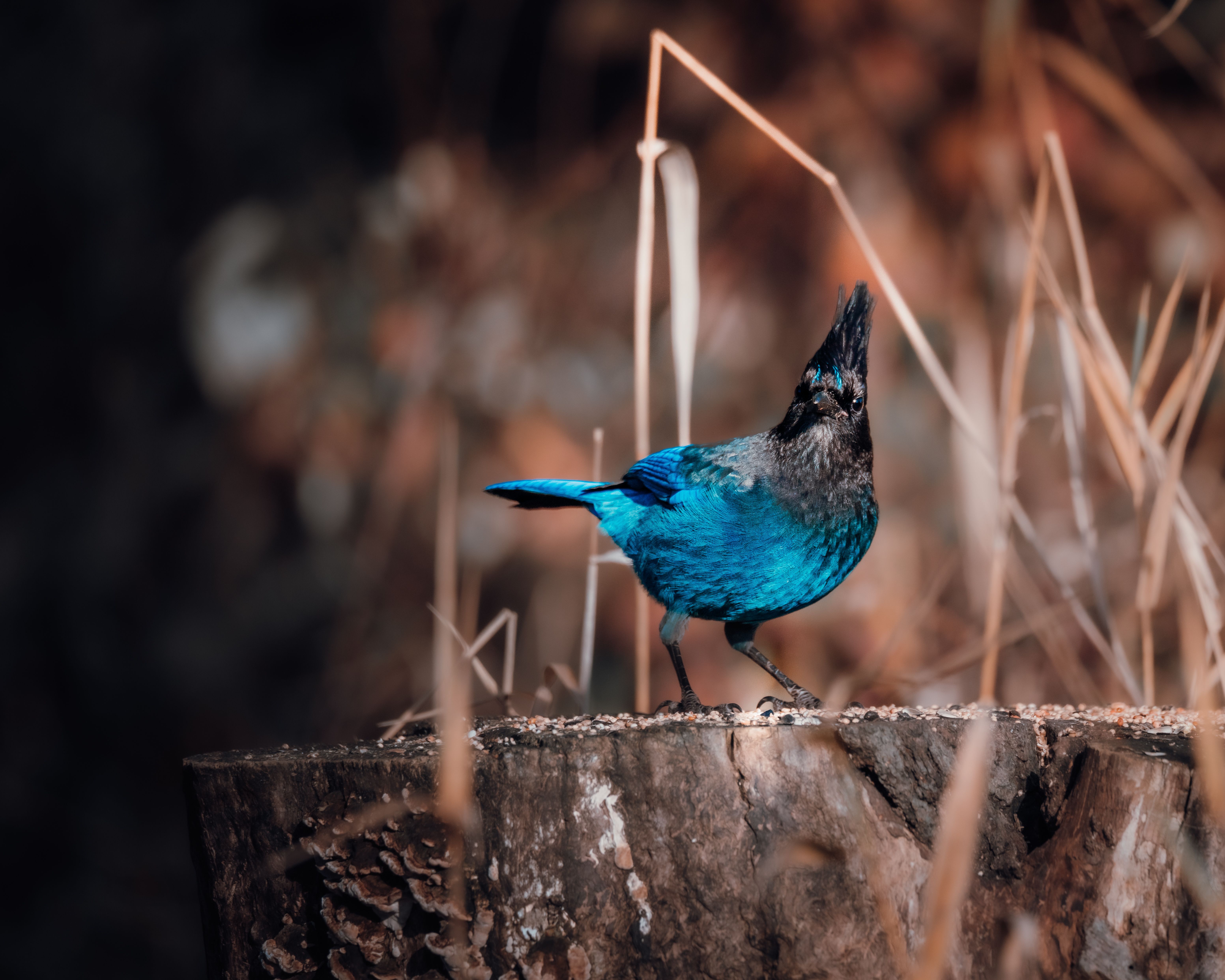 A blue bird standing on a stump in the grass · Free Stock Photo