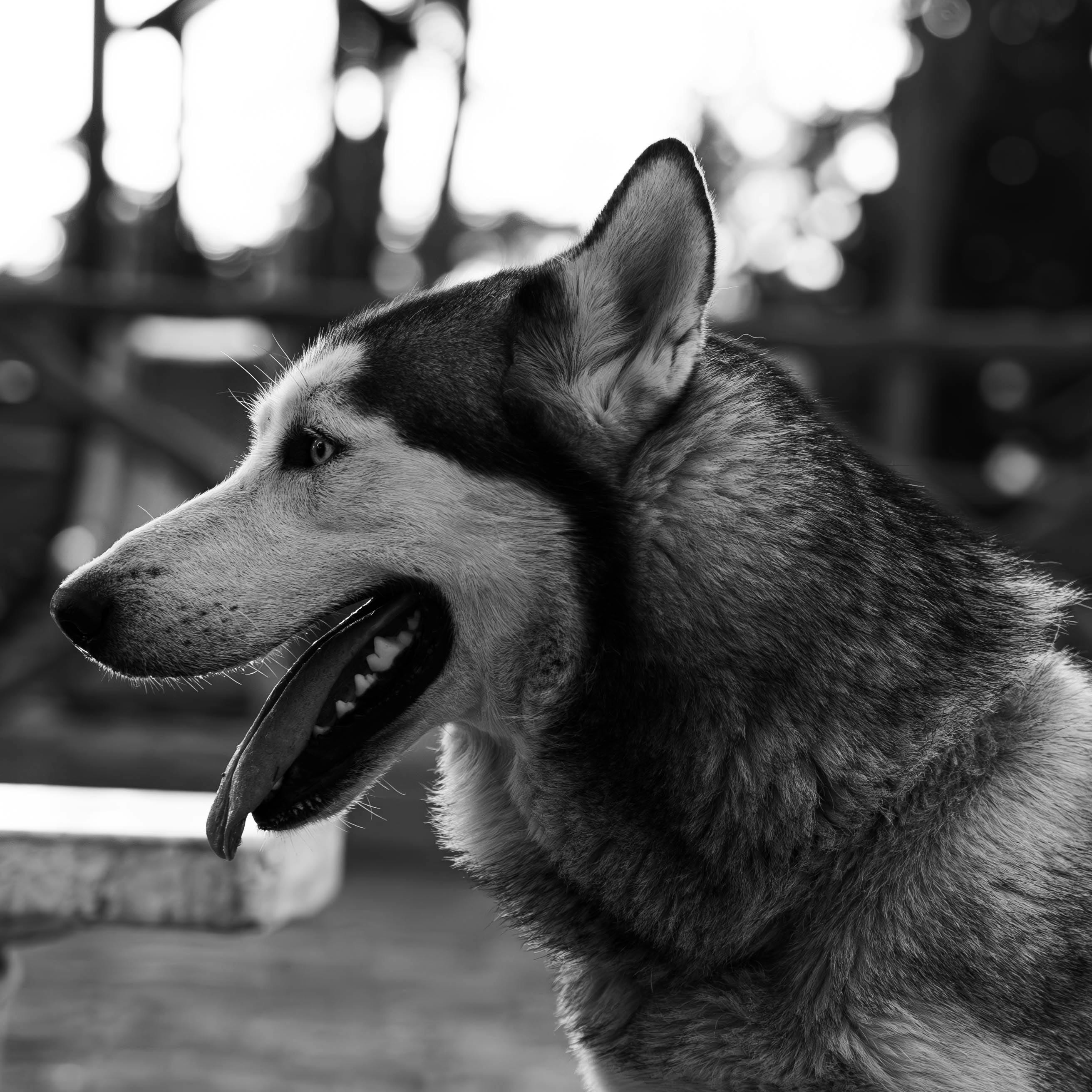 Huskies Photos, Download The BEST Free Huskies Stock Photos & HD Images