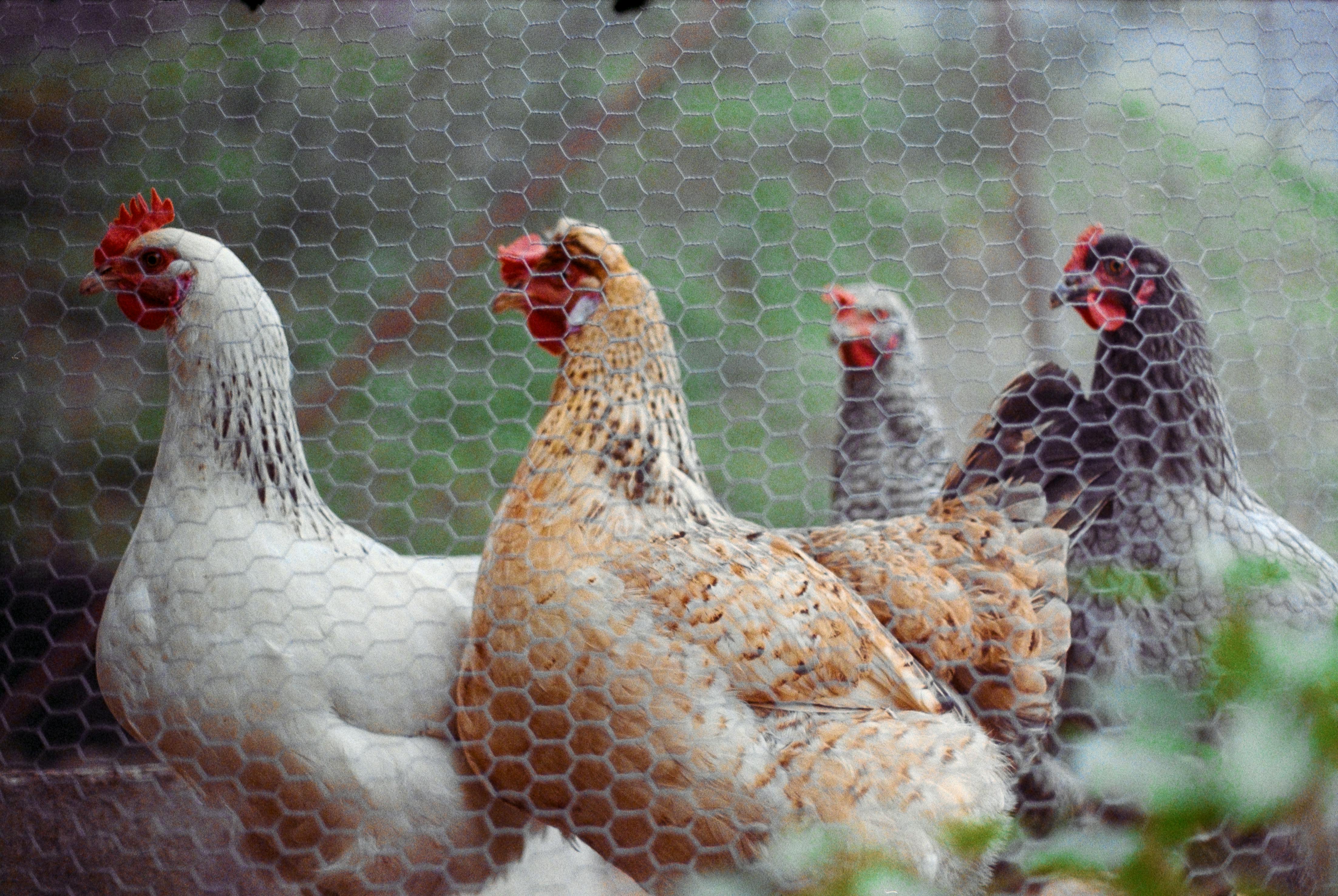 Hens Behind a Mesh Fence · Free Stock Photo