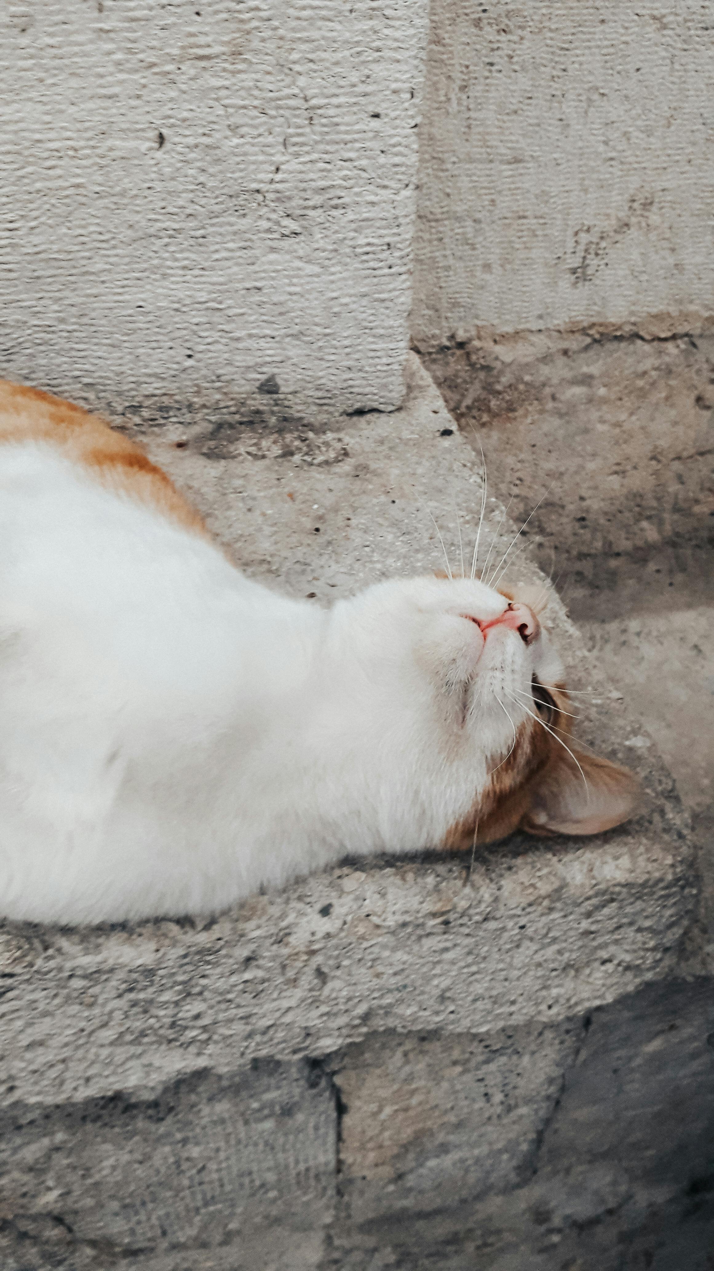 Cat Lying Down on Wall · Free Stock Photo
