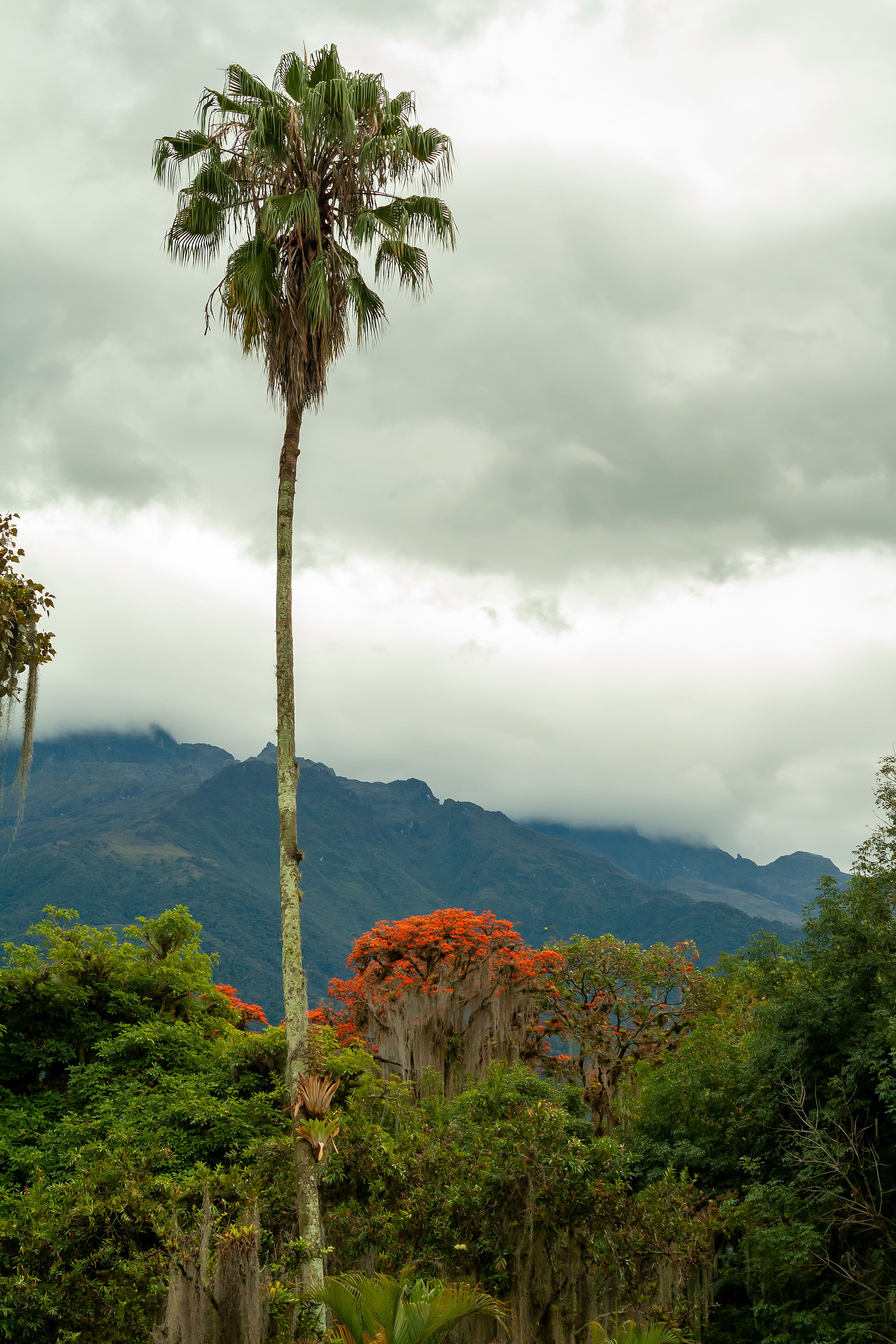 Palm Tree and Deep Forest behind · Free Stock Photo