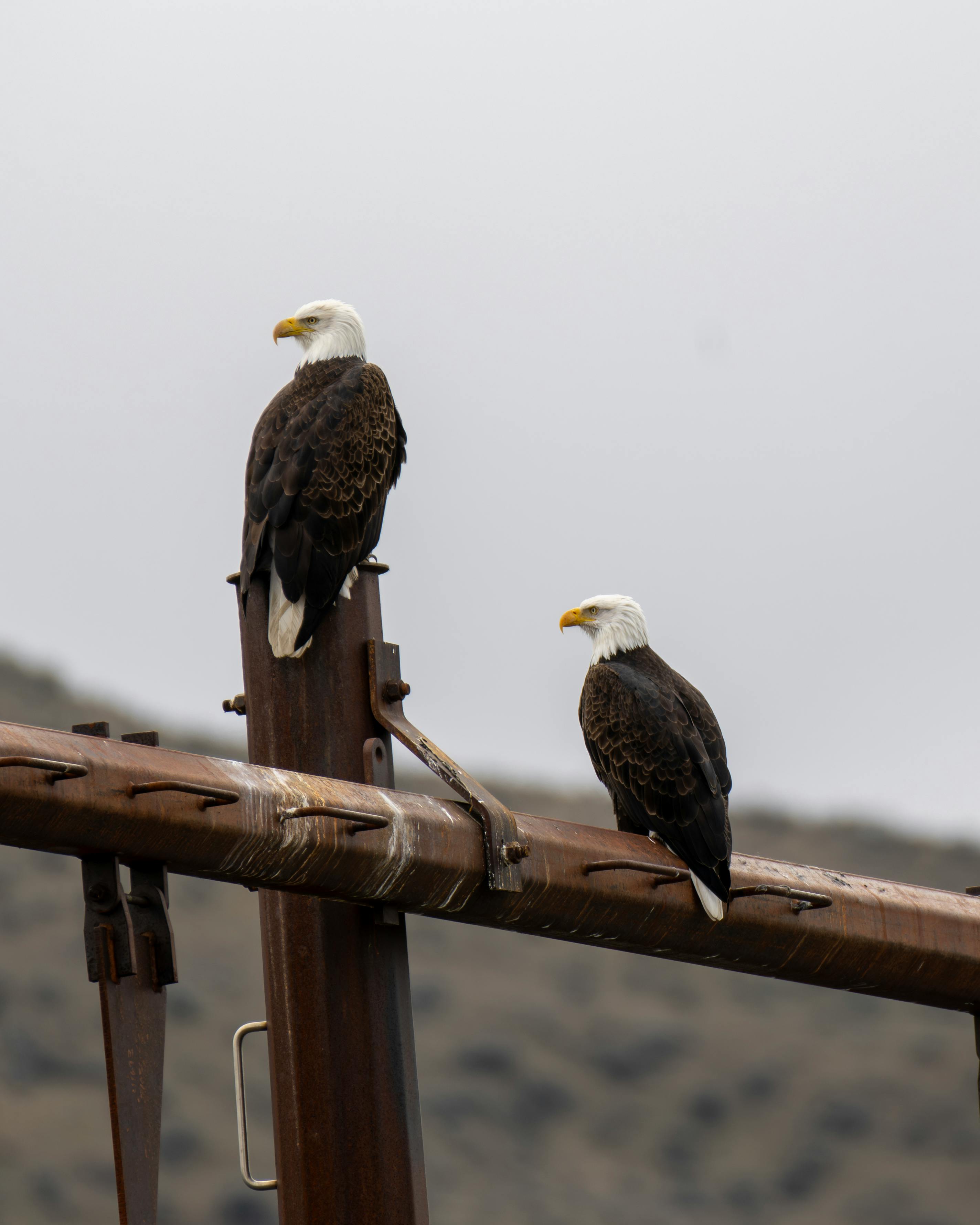 Two bald eagles perched on top of a pole · Free Stock Photo