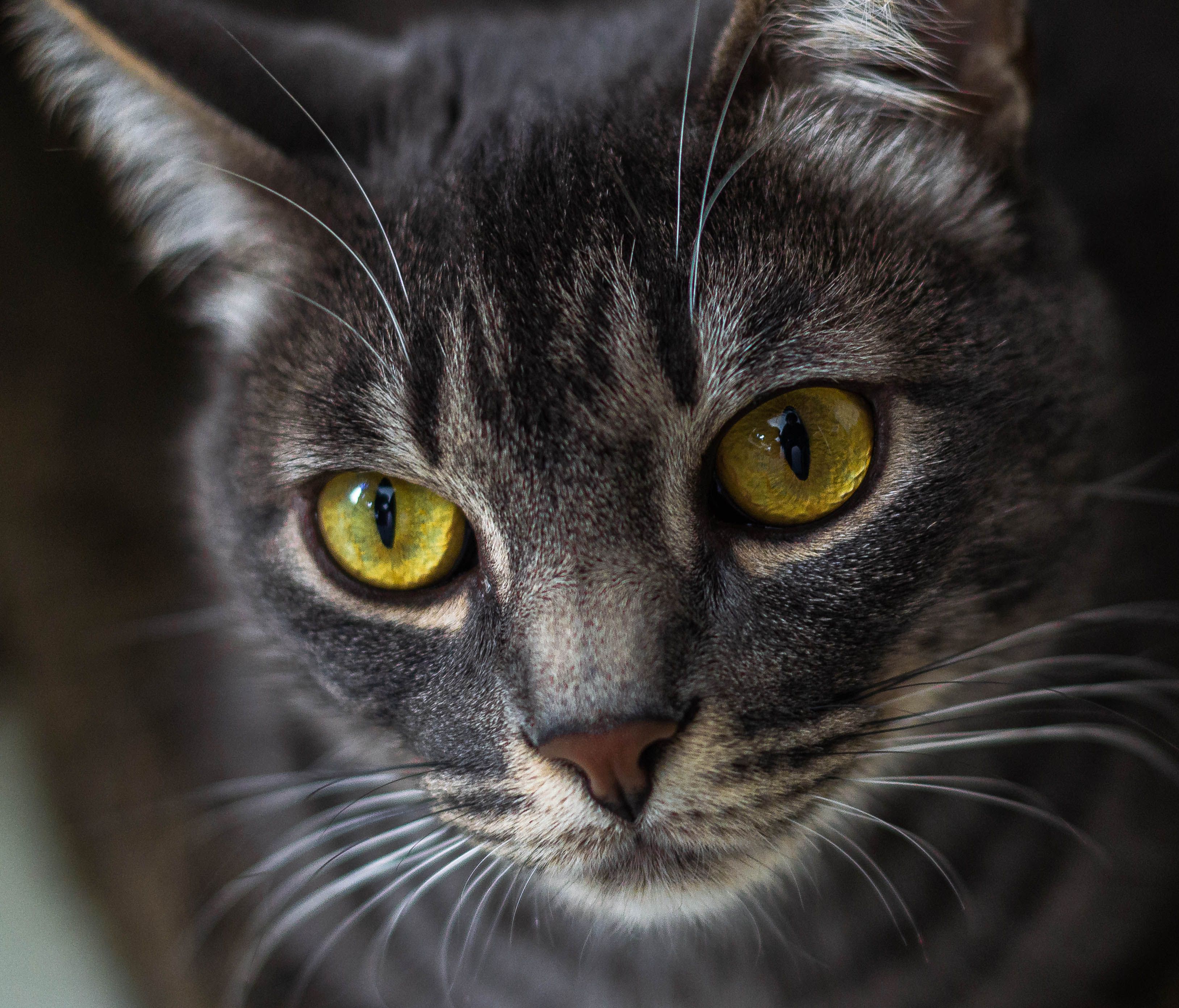 Head of Cat · Free Stock Photo