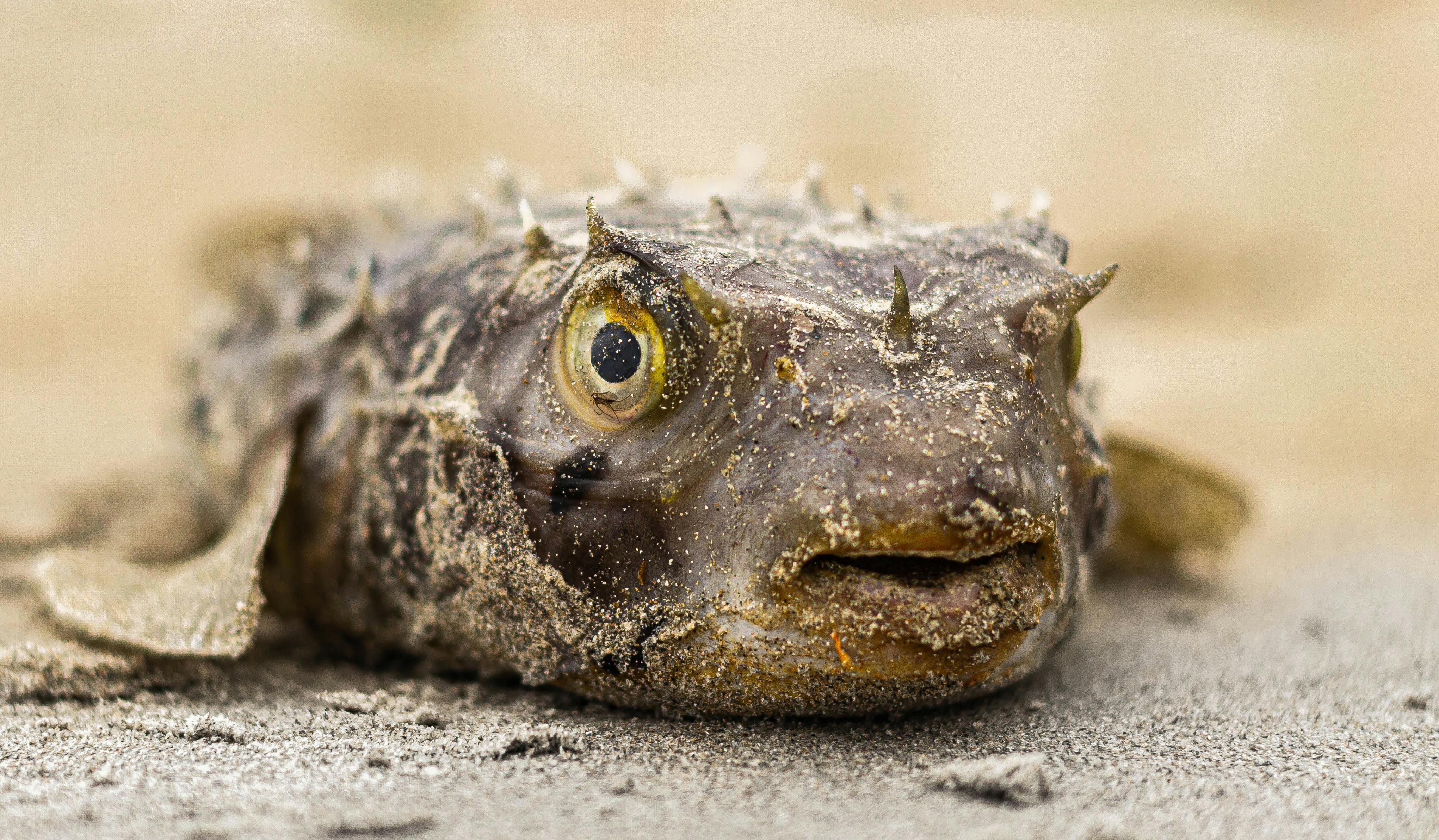 Fugu Fish on Sand · Free Stock Photo