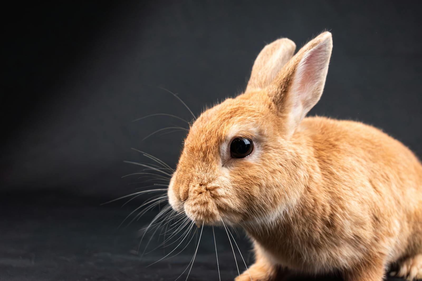 Rabbit Wallpaper Photos, Download The BEST Free Rabbit Wallpaper Stock ...