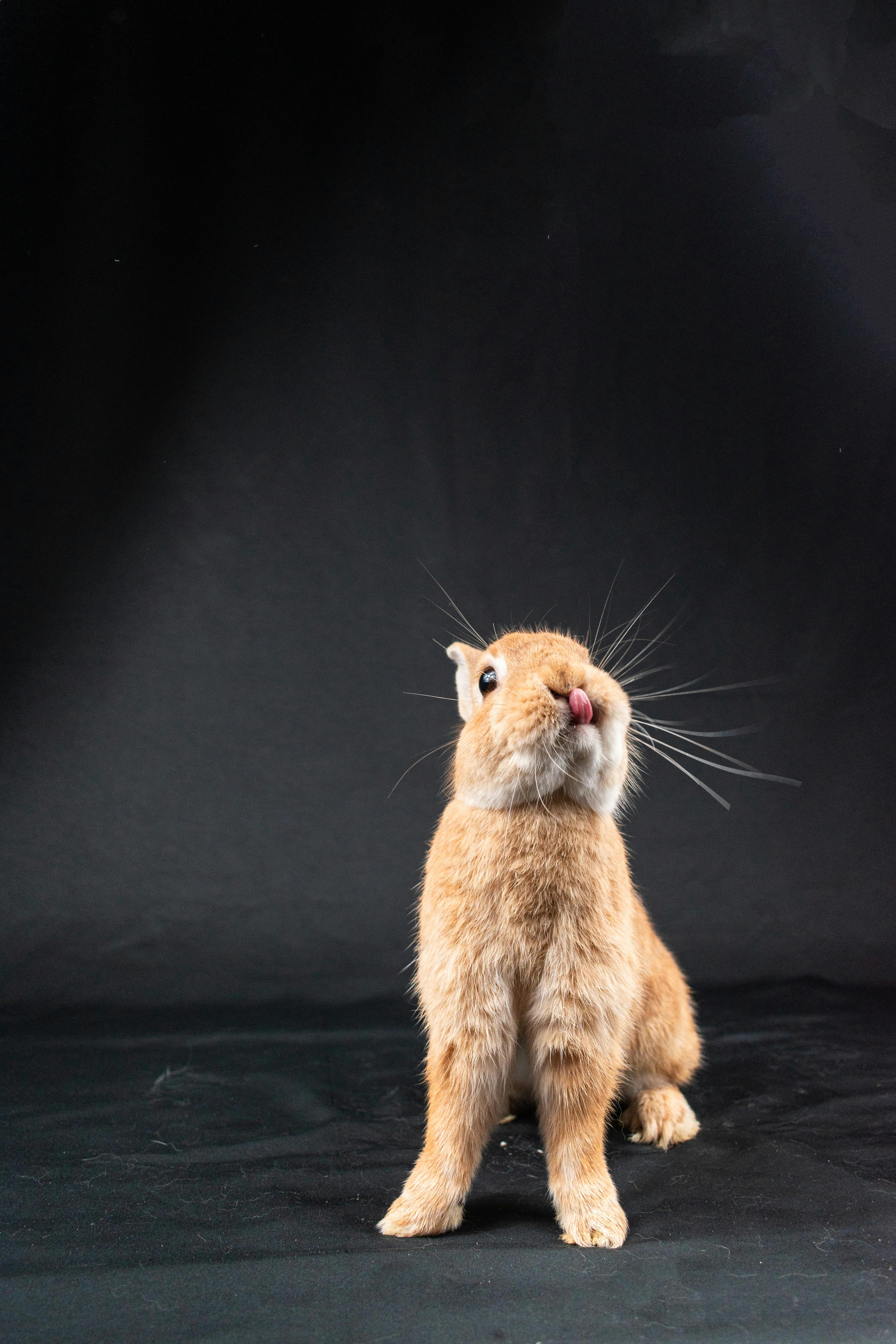 Portrait of Pet Rabbit · Free Stock Photo